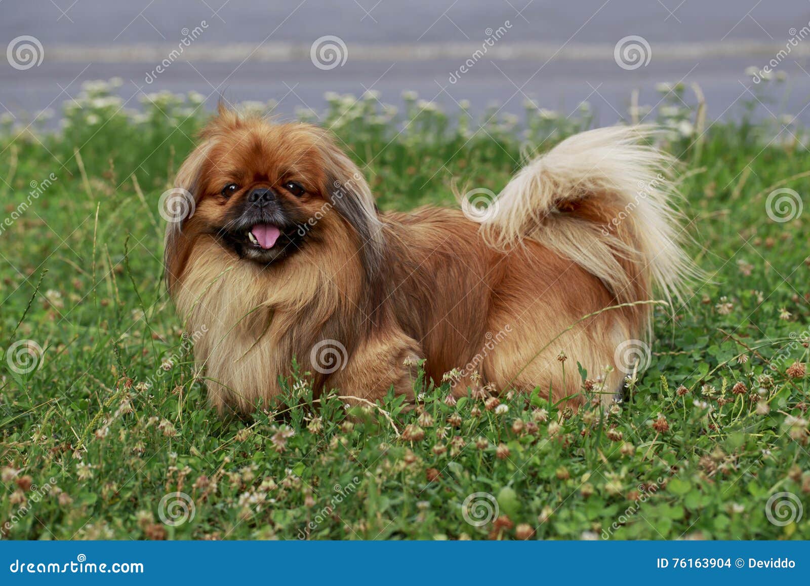 De Pekinees Van Het Hondras Stock Foto - Image of rasecht, pret: 76163904