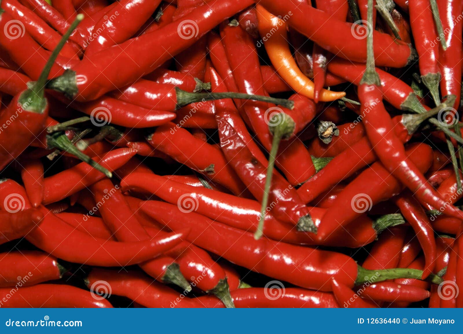 De Peper Van De Spaanse Peper Stock Foto - Image of jalapeno, opbrengst ...