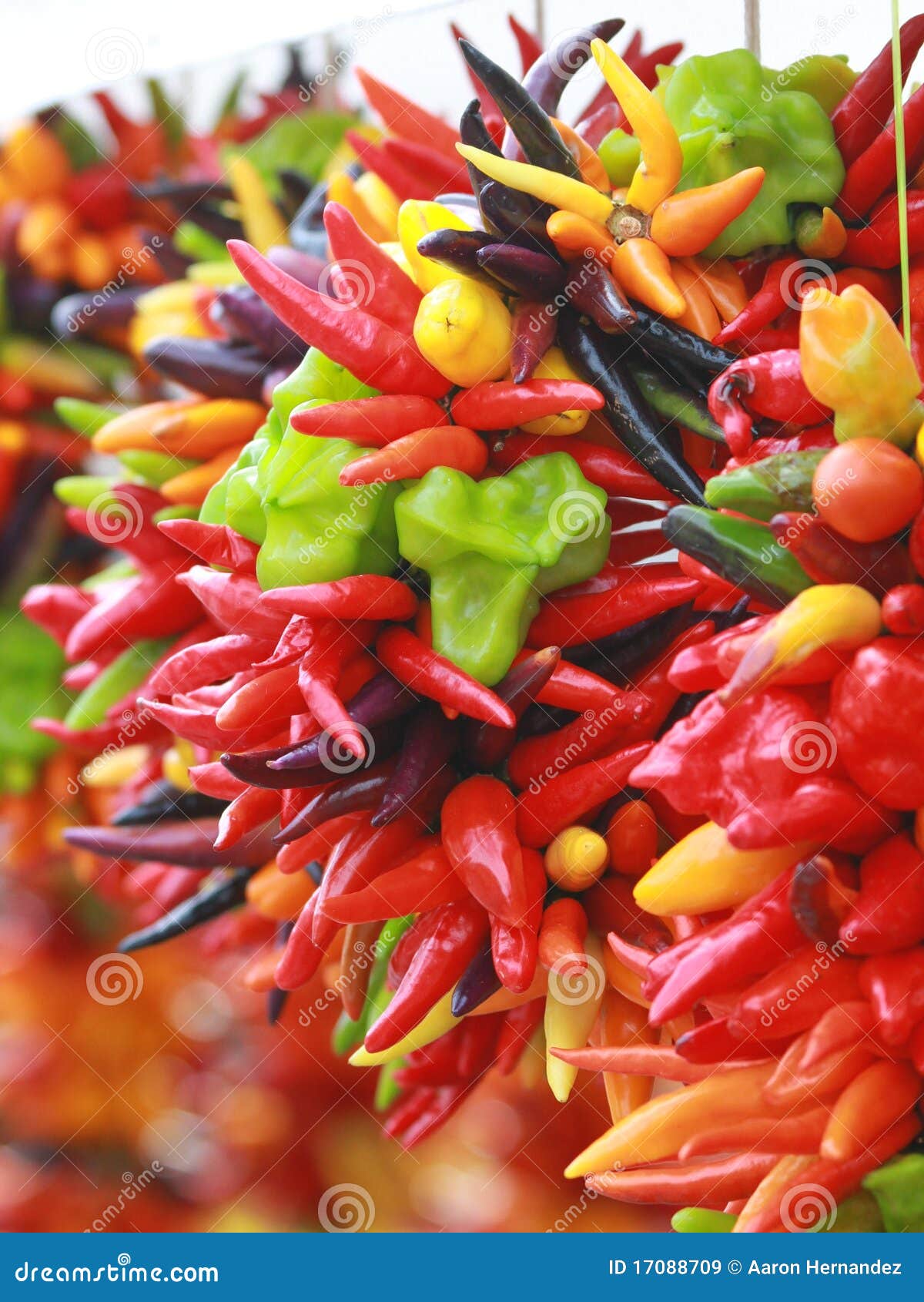 De Peper Van De Spaanse Peper Hangt Gebundeld. Stock Afbeelding - Image ...