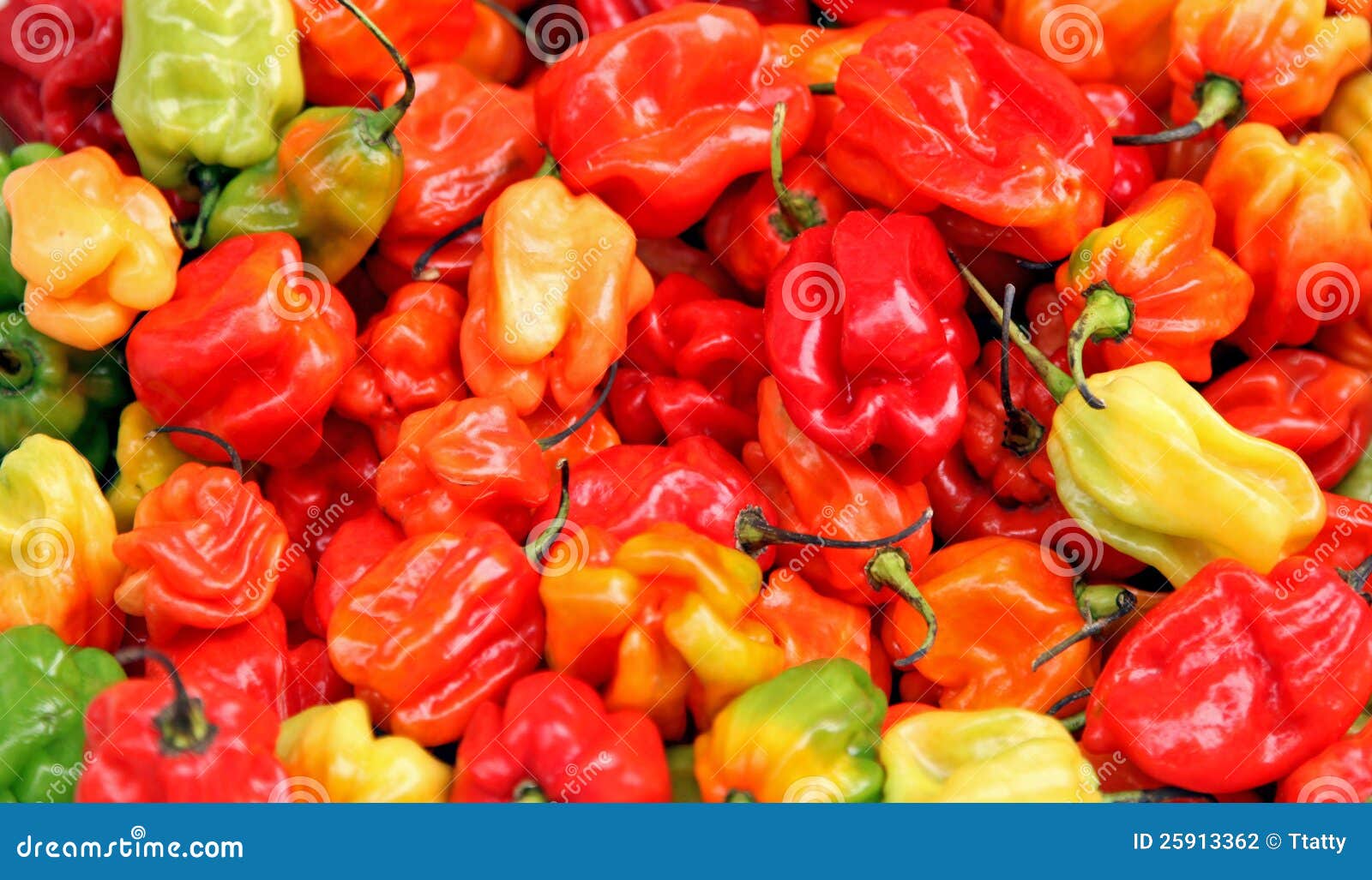 De peper van Habanero stock foto. Image of peper, rood - 25913362