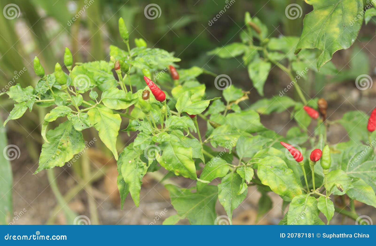 De Peperboom Van Spaanse Pepers Stock Afbeelding - Image of chili ...