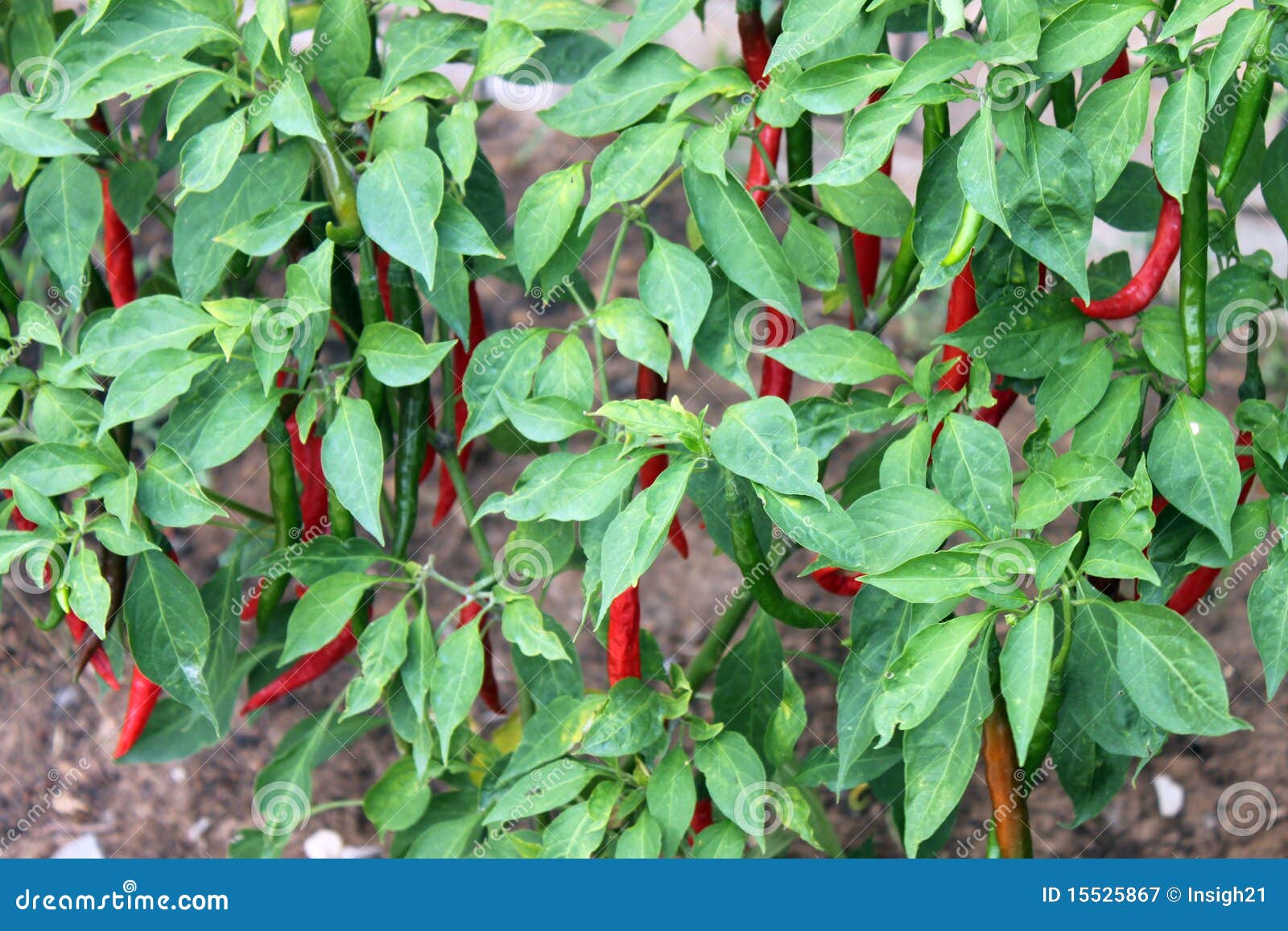 De Peperstruik Van Spaanse Pepers Stock Afbeelding - Image of ...
