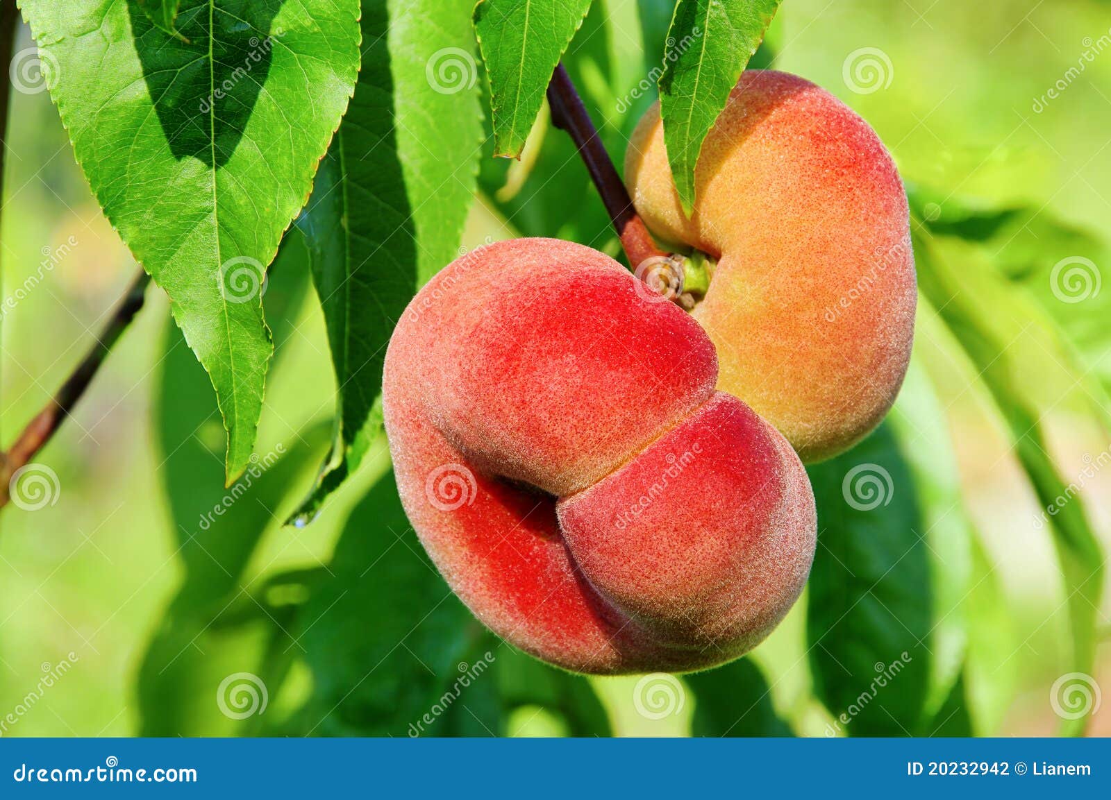 De perzik van Saturnus stock foto. Image of vrucht, chinees - 20232942