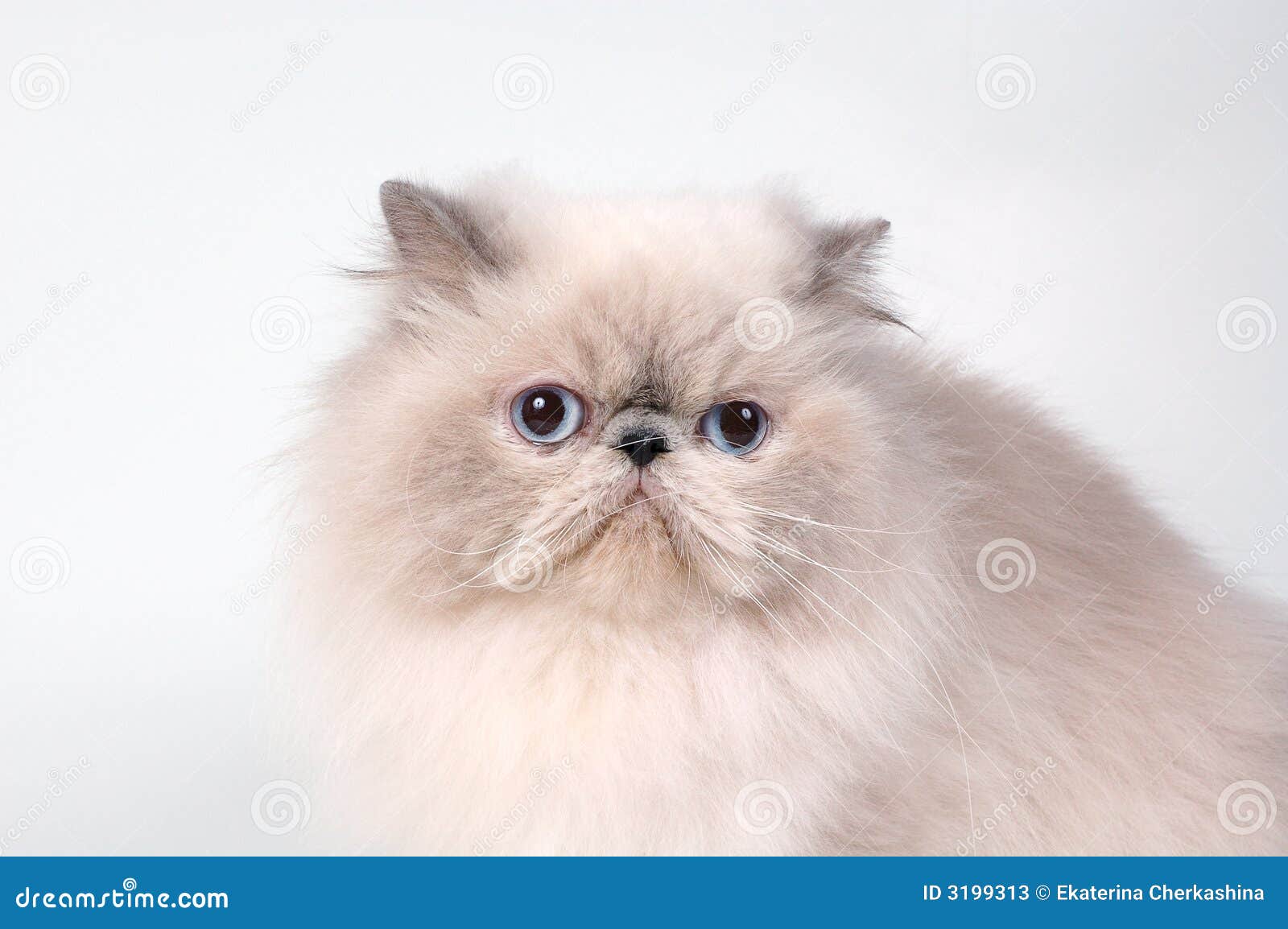 De Perzische kat stock afbeelding. Image of liefhebben - 3199313