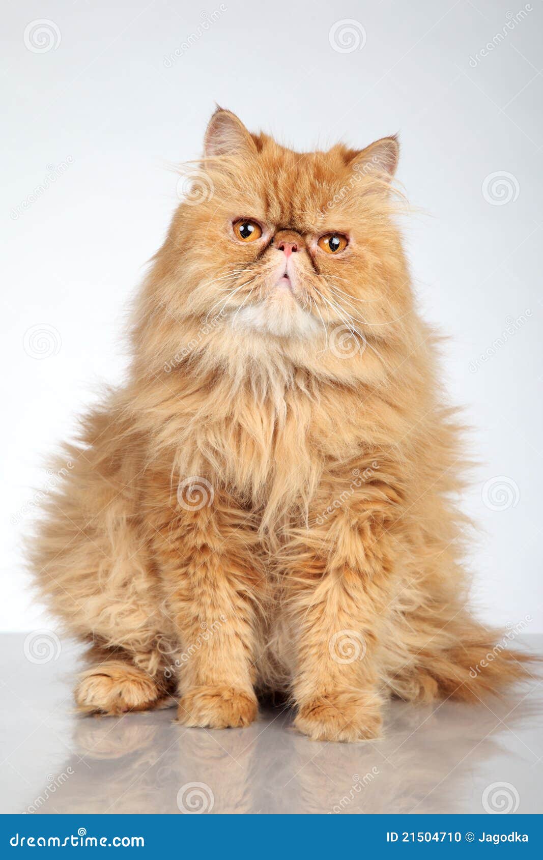 De Perzische Kat Van De Gember Stock Foto - Image of sinaasappel, fauna ...