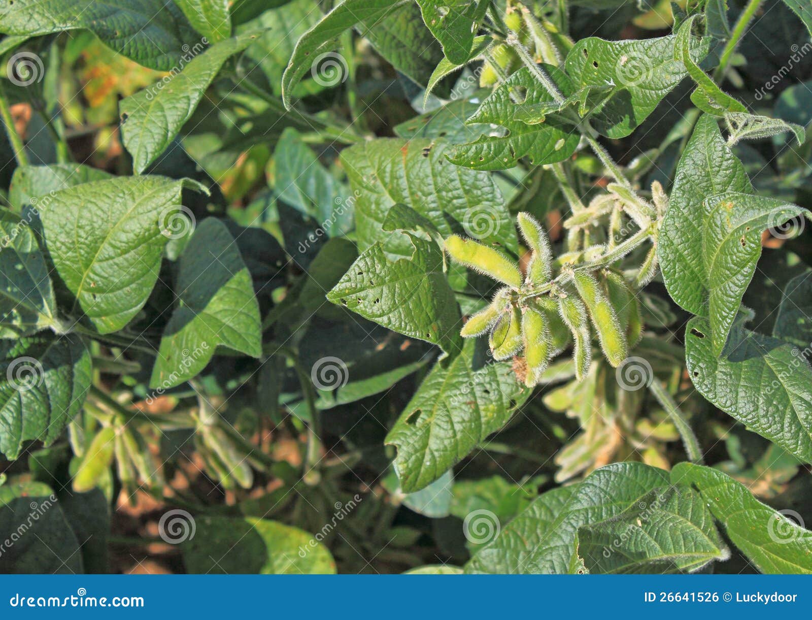 De Peulen van de sojaboon stock foto. Image of voedzaam - 26641526