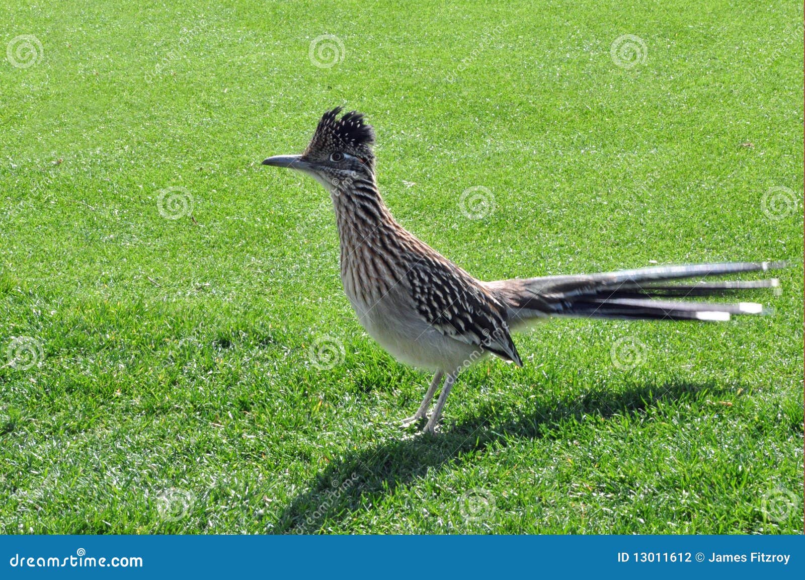 De pieper van de pieper stock foto. Image of coyote, vogel - 13011612