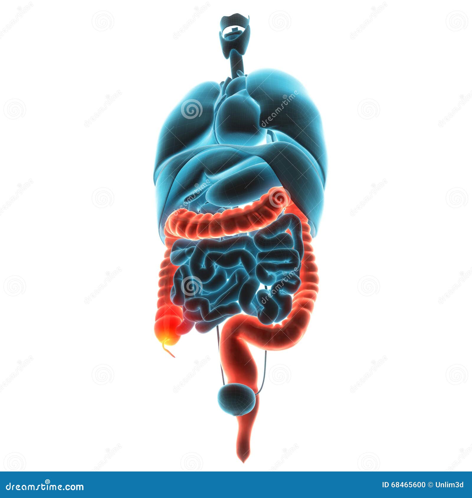 De Pijn Van Het Ingewandenorgaan Stock Illustratie - Illustration of ...