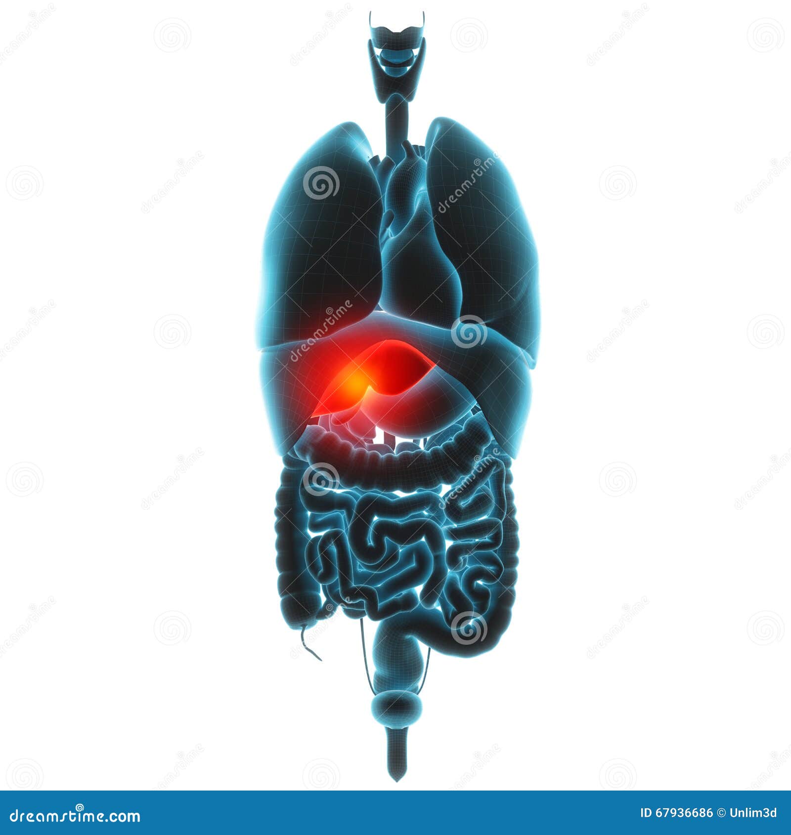 De Pijn Van Het Leverorgaan Stock Illustratie - Illustration of mens ...