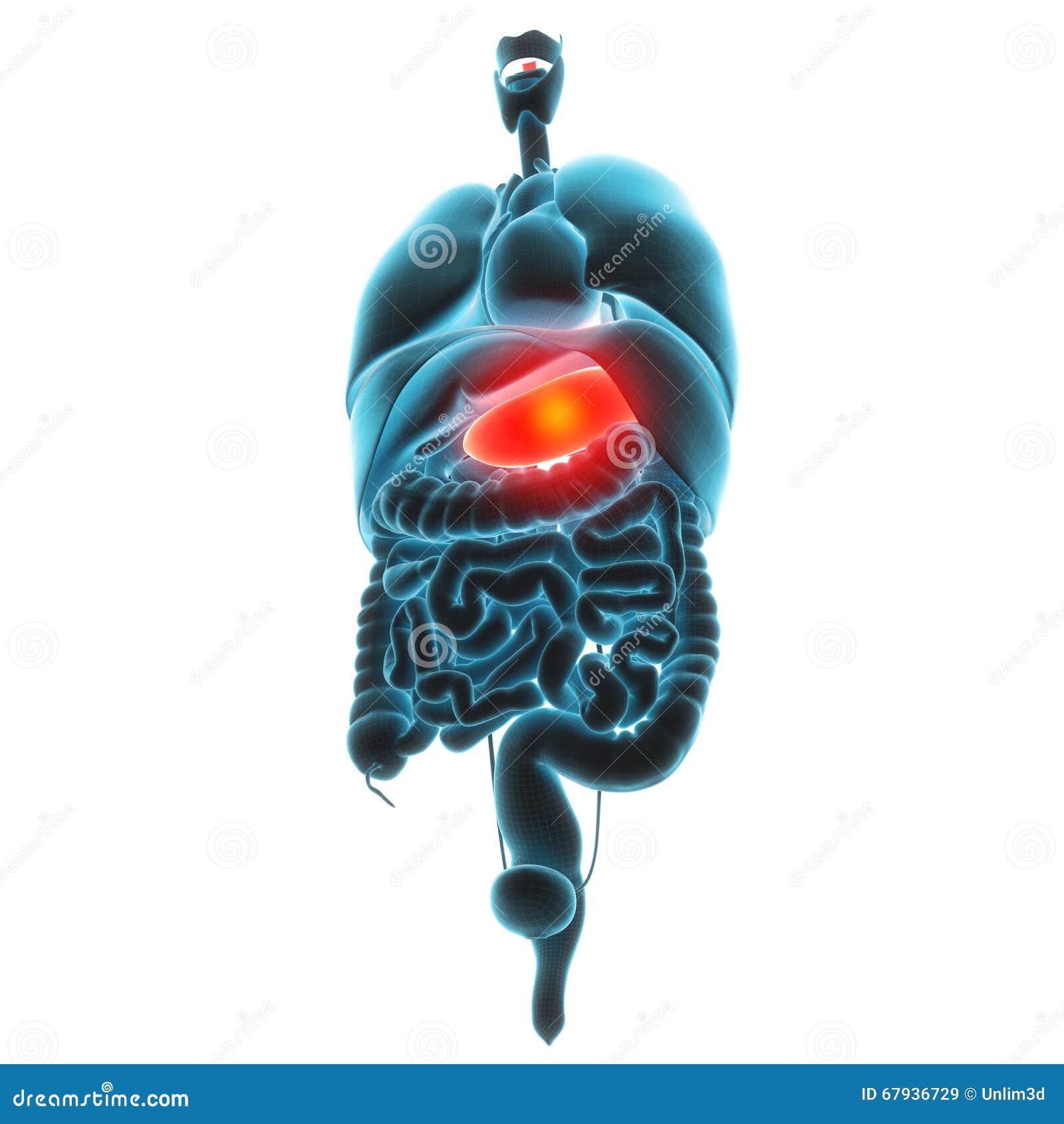 De Pijn Van Het Leverorgaan Stock Illustratie - Illustration of ...