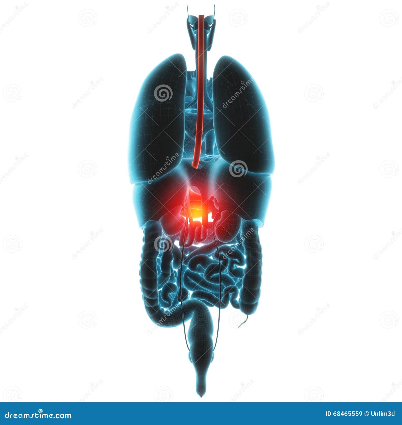 De Pijn Van Het Leverorgaan Stock Illustratie - Illustration of mens ...