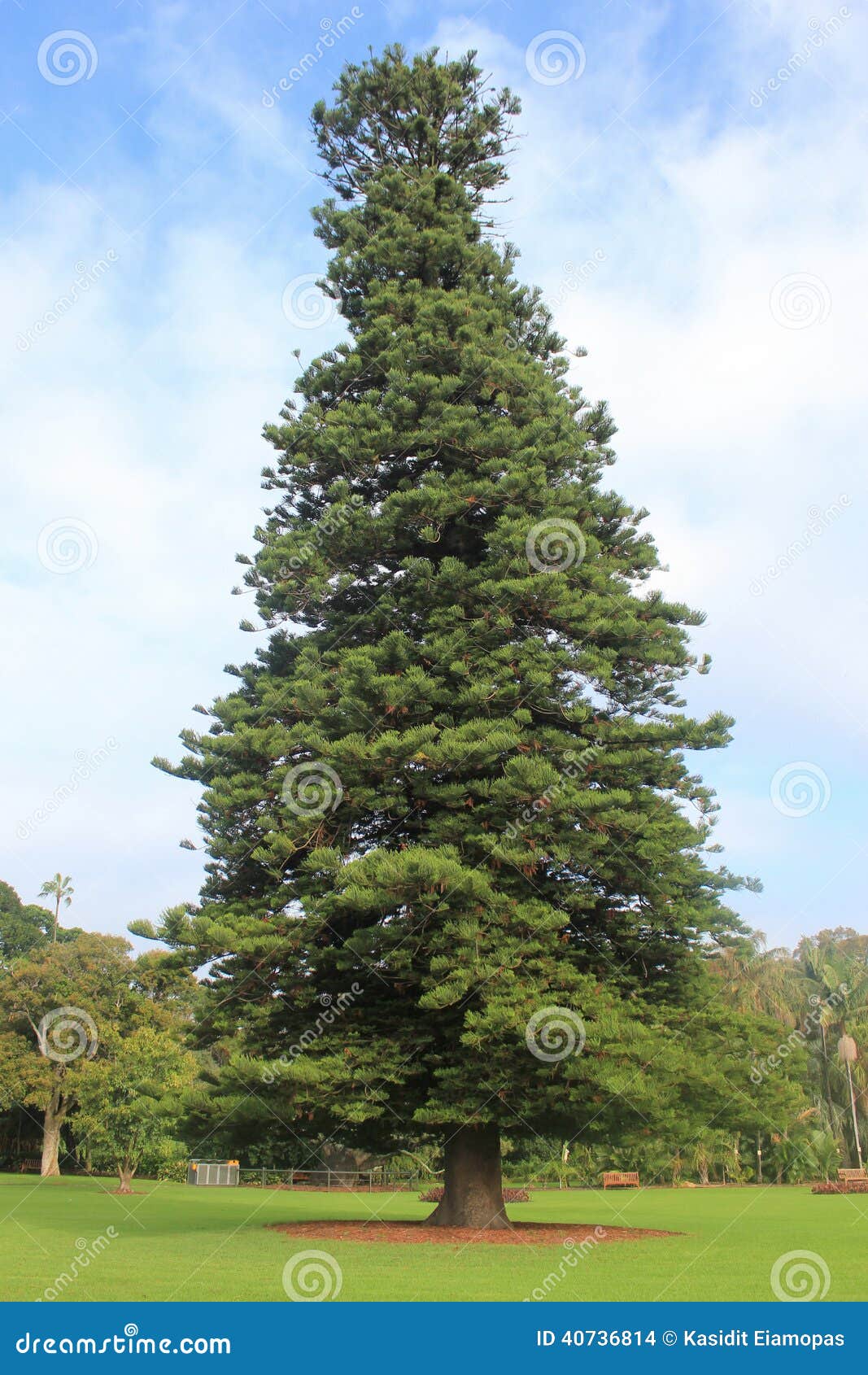 De Pijnboom stock foto. Image of tuin, installatie, park - 40736814