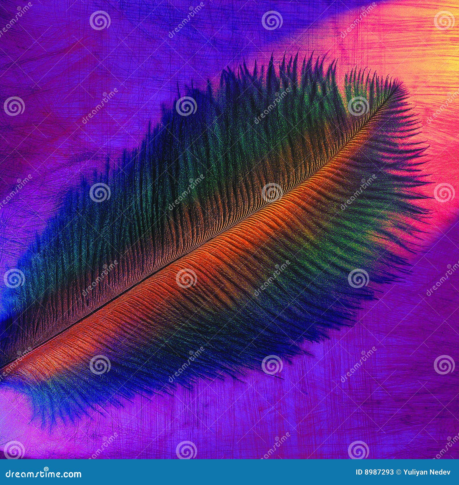 De pluim van de kleur stock afbeelding. Image of decoratief - 8987293