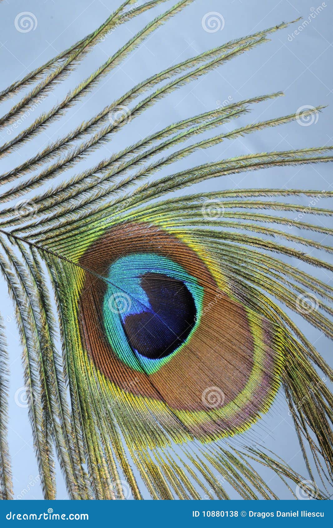 De pluim van de pauw stock foto. Image of voorwerp, manier - 10880138