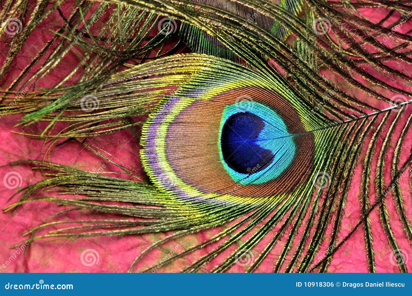 De pluim van de pauw stock foto. Image of modieus, groen - 10918306