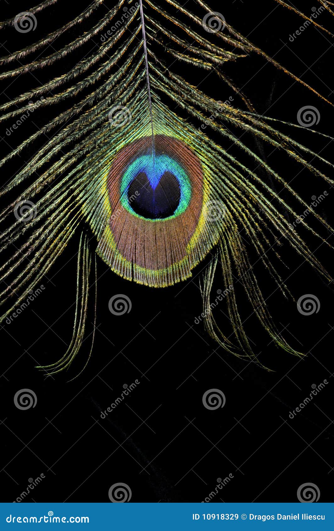 De pluim van de pauw stock afbeelding. Image of manier - 10918329