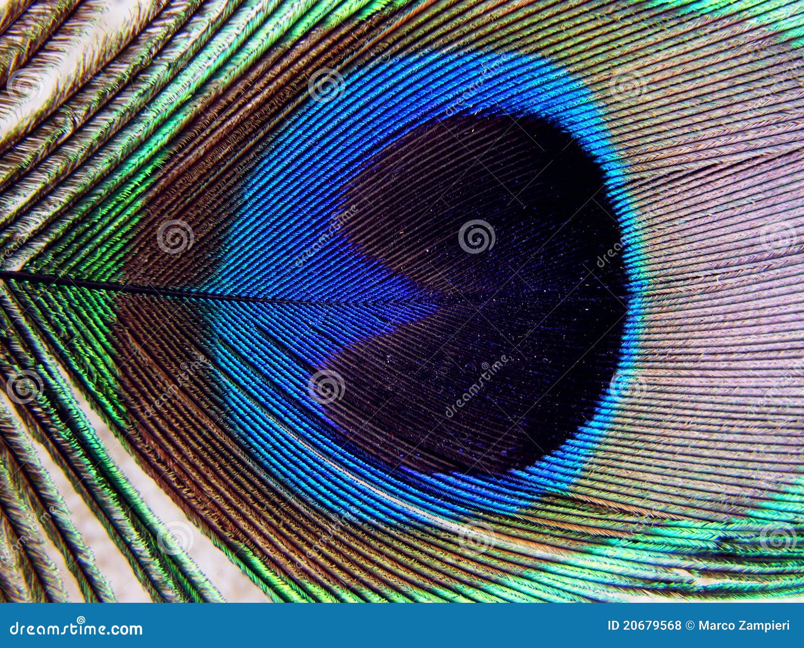 De pluim van de pauw stock foto. Image of sluit, pluizig - 20679568