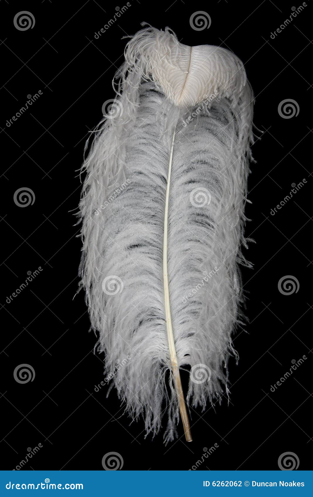 De Pluim Van De Veer Van De Struisvogel Stock Foto - Image of vogel ...