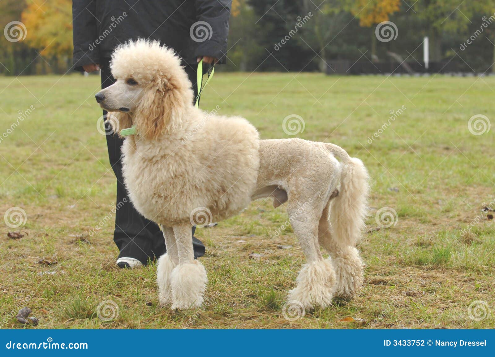 De poedel van de koning stock foto. Image of dier, sluit - 3433752