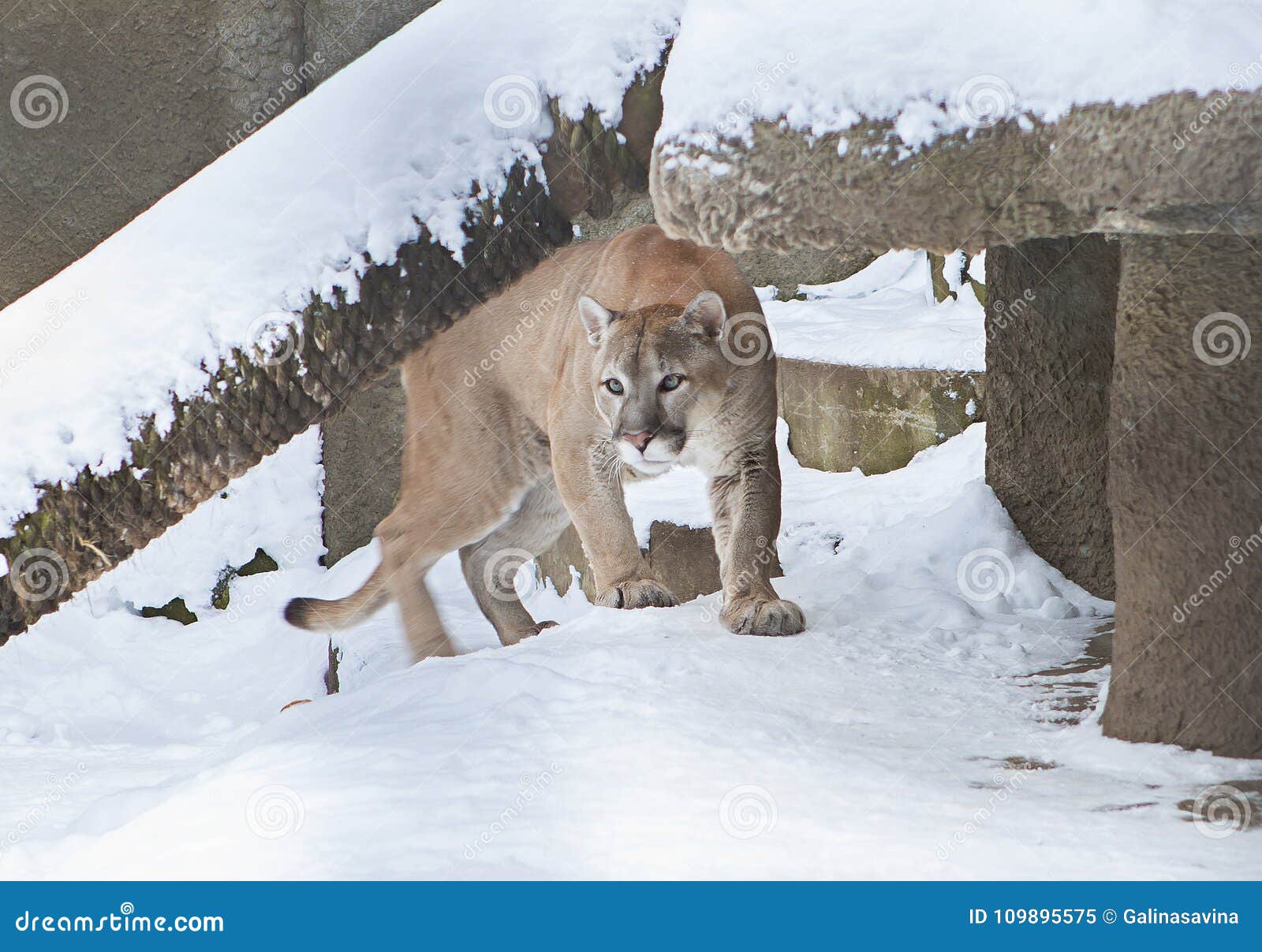 De Poema, of poema stock afbeelding. Image of jager - 109895575