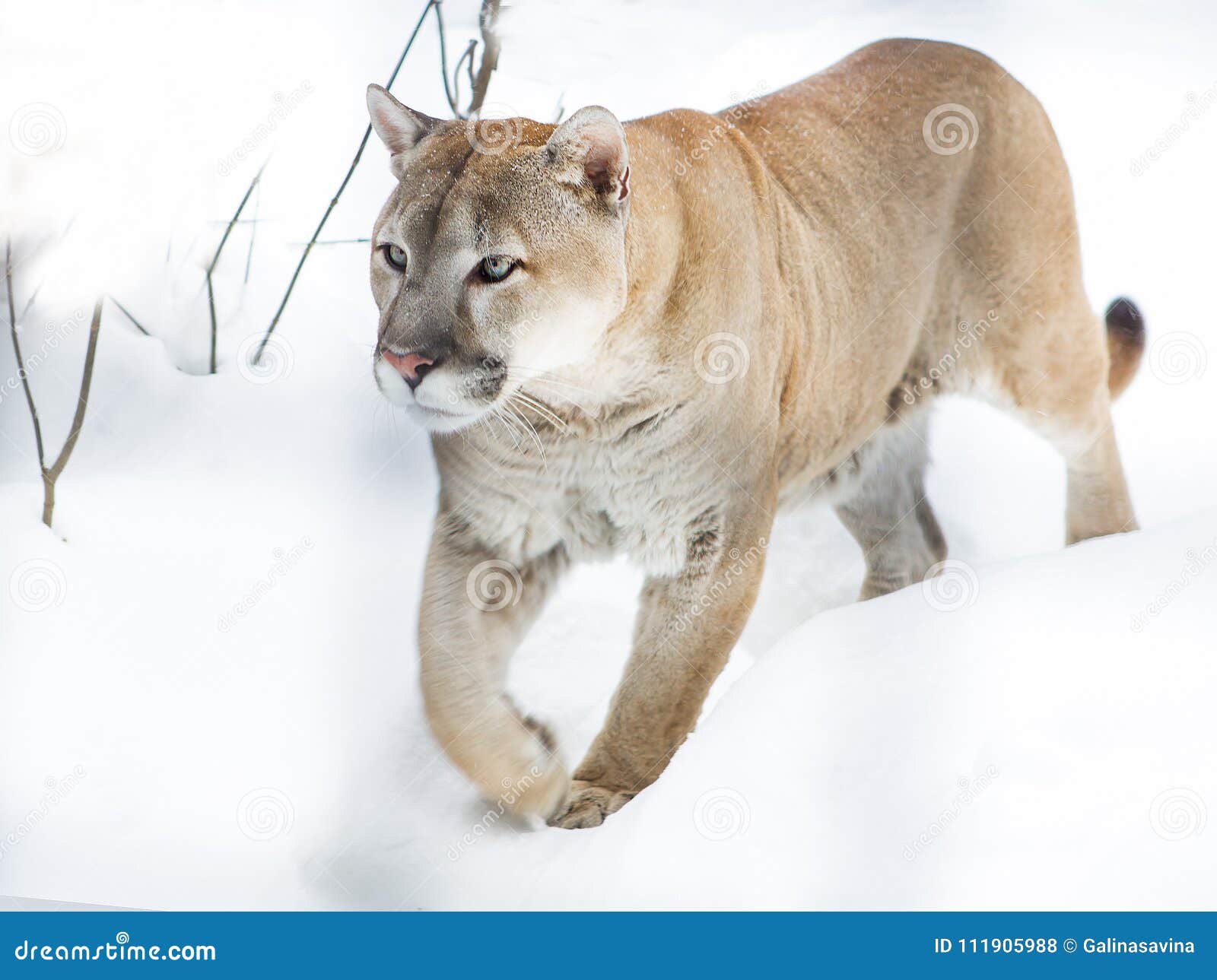 De Poema, of poema stock foto. Image of plotseling, dier - 111905988