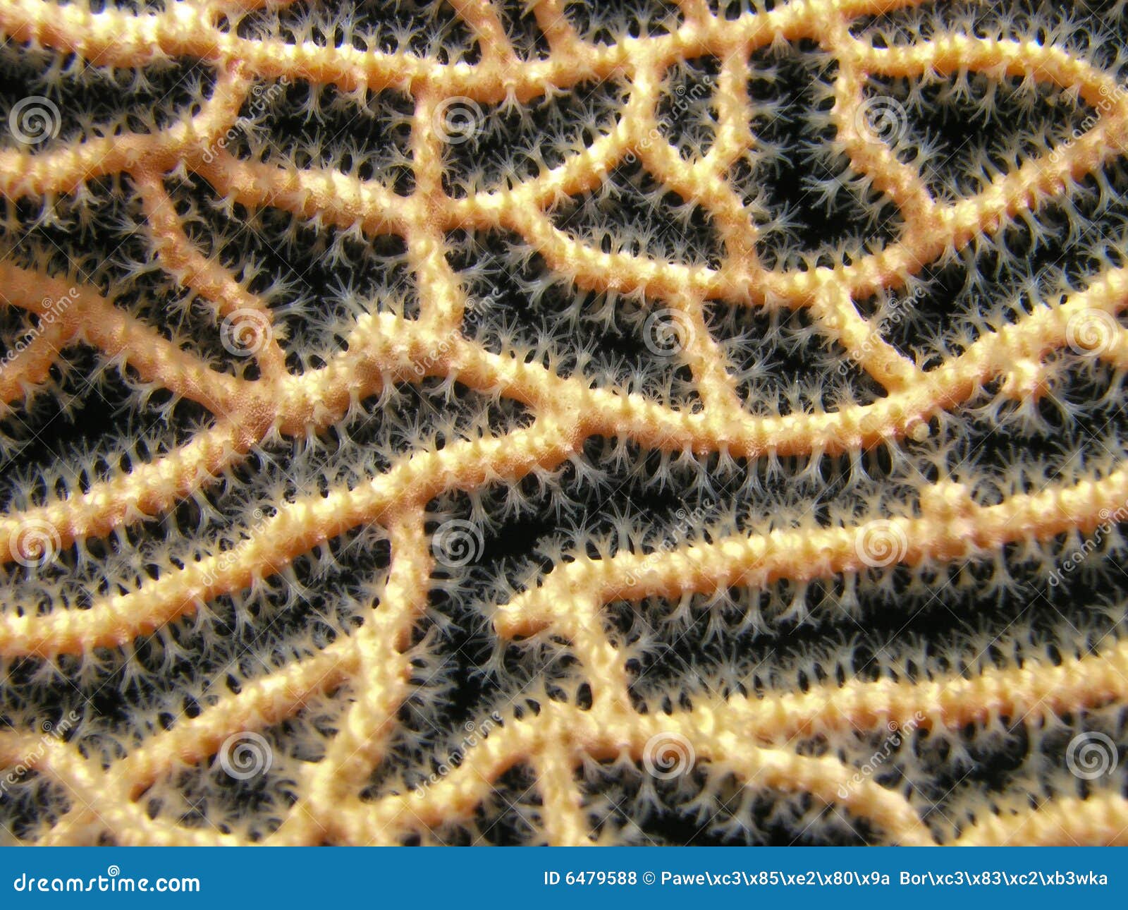 De Poliepen Van Gorgoniaventilator, Sluiten Omhoog Stock Foto - Image ...