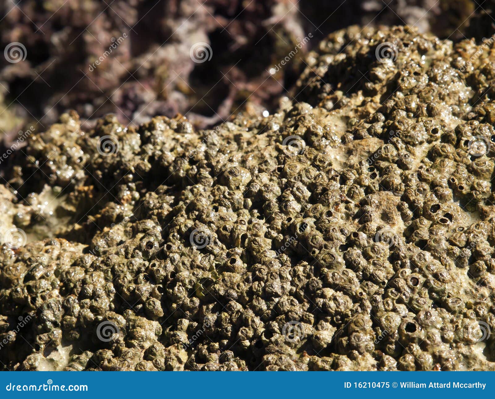 De Poliepen van het koraal stock afbeelding. Image of overzees - 16210475