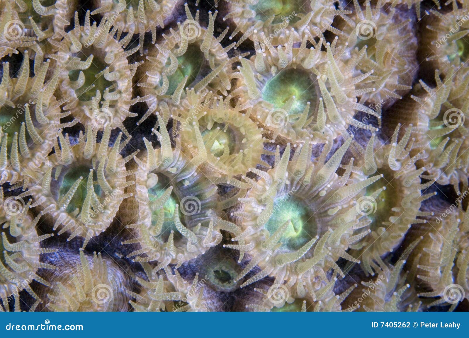 De Poliepen van het koraal stock foto. Image of hersenen - 7405262
