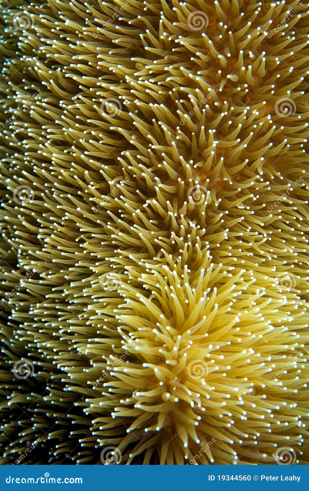 De Poliepen Van Het Koraal Van De Pijler Stock Foto - Image of strand ...