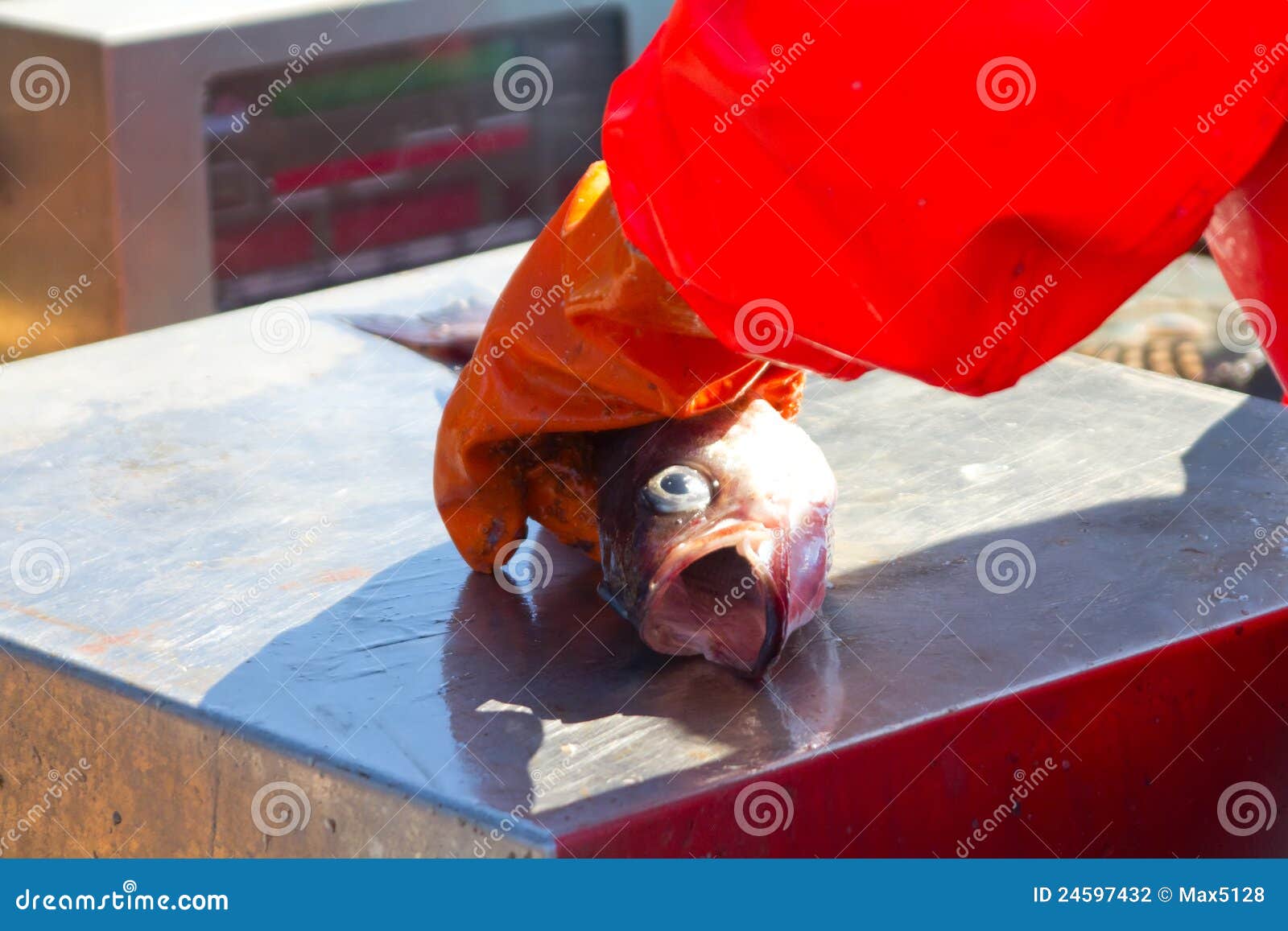 De Pollak Van Alaska (Theragra Chalcogramma) Stock Foto - Image of ...