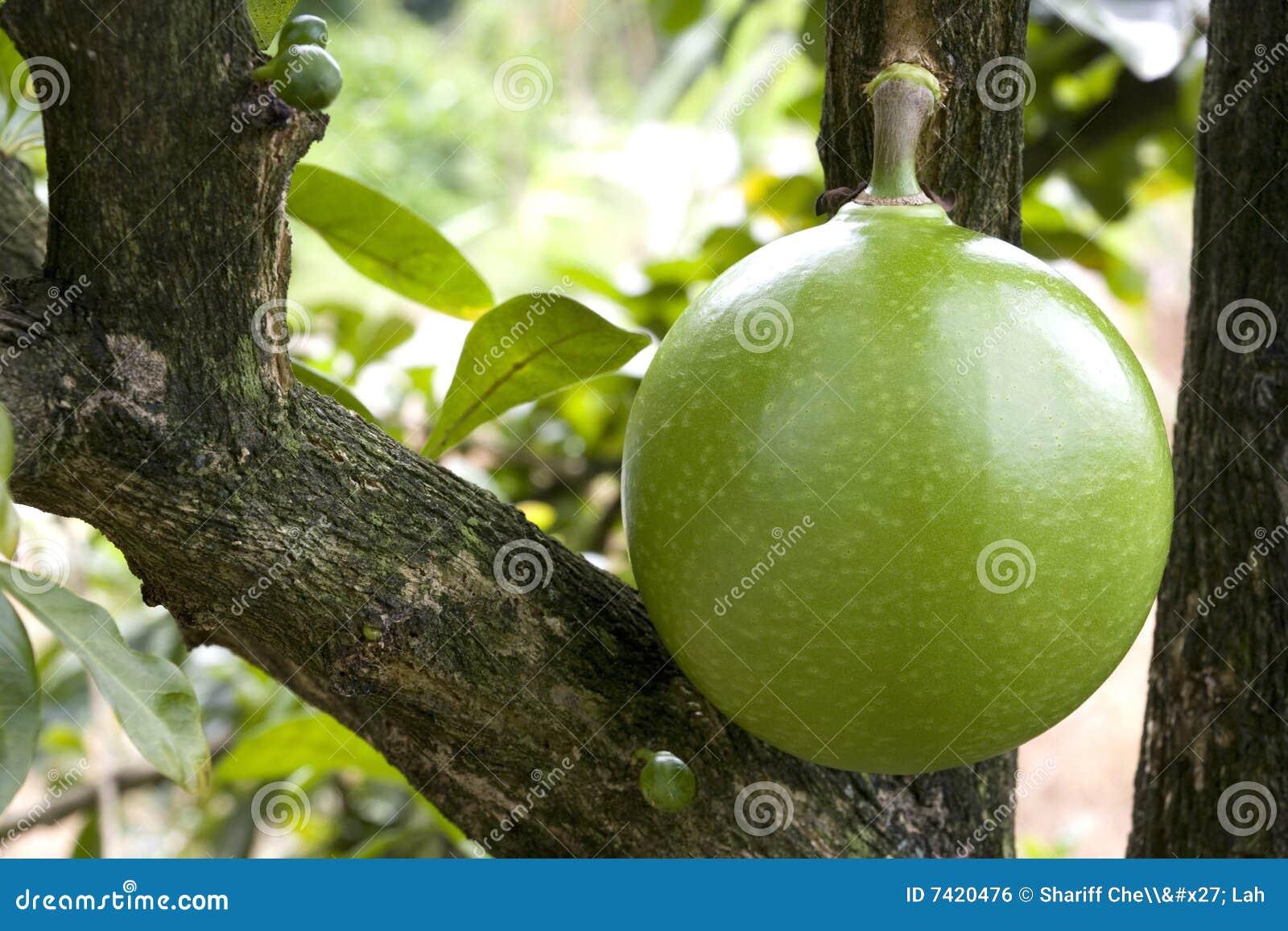 De Pompelmoes Van De Boomgaard Stock Foto - Image of exotisch, zoet ...