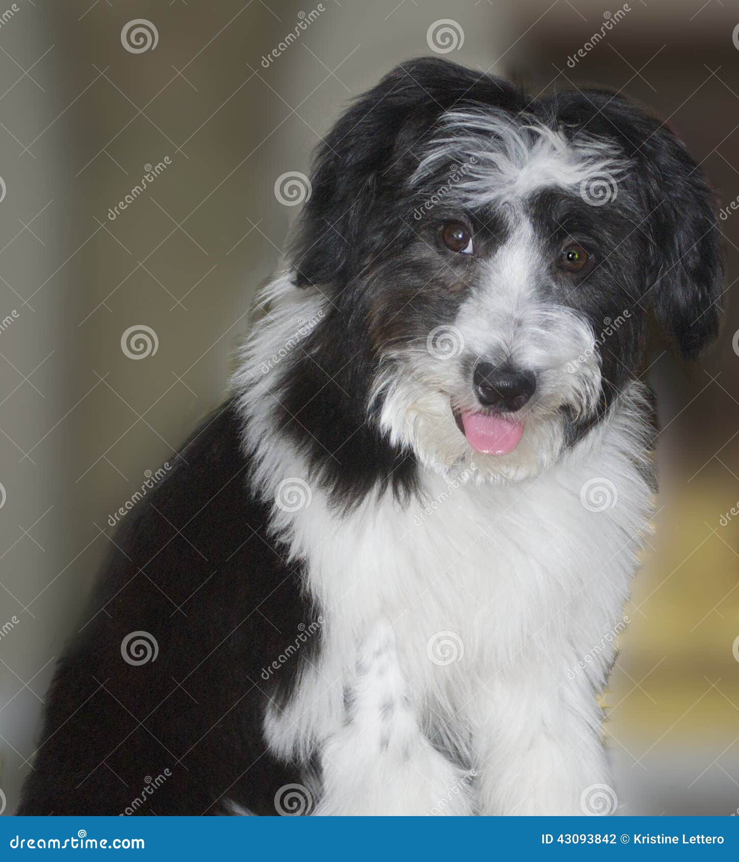 De Poolse Herdershond Van Het Laagland Stock Foto - Image of slap, ogen ...