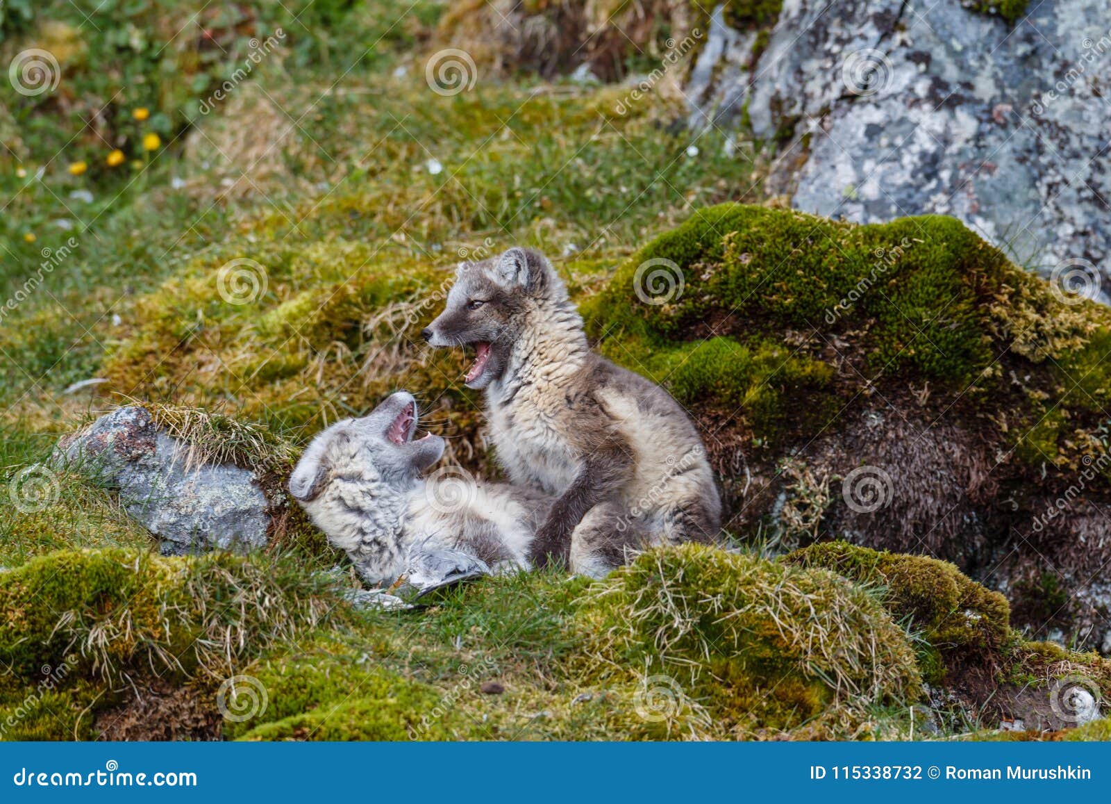 De Poolvossen Worden Gespeeld Op Het Groene Gras Stock Foto - Image of ...