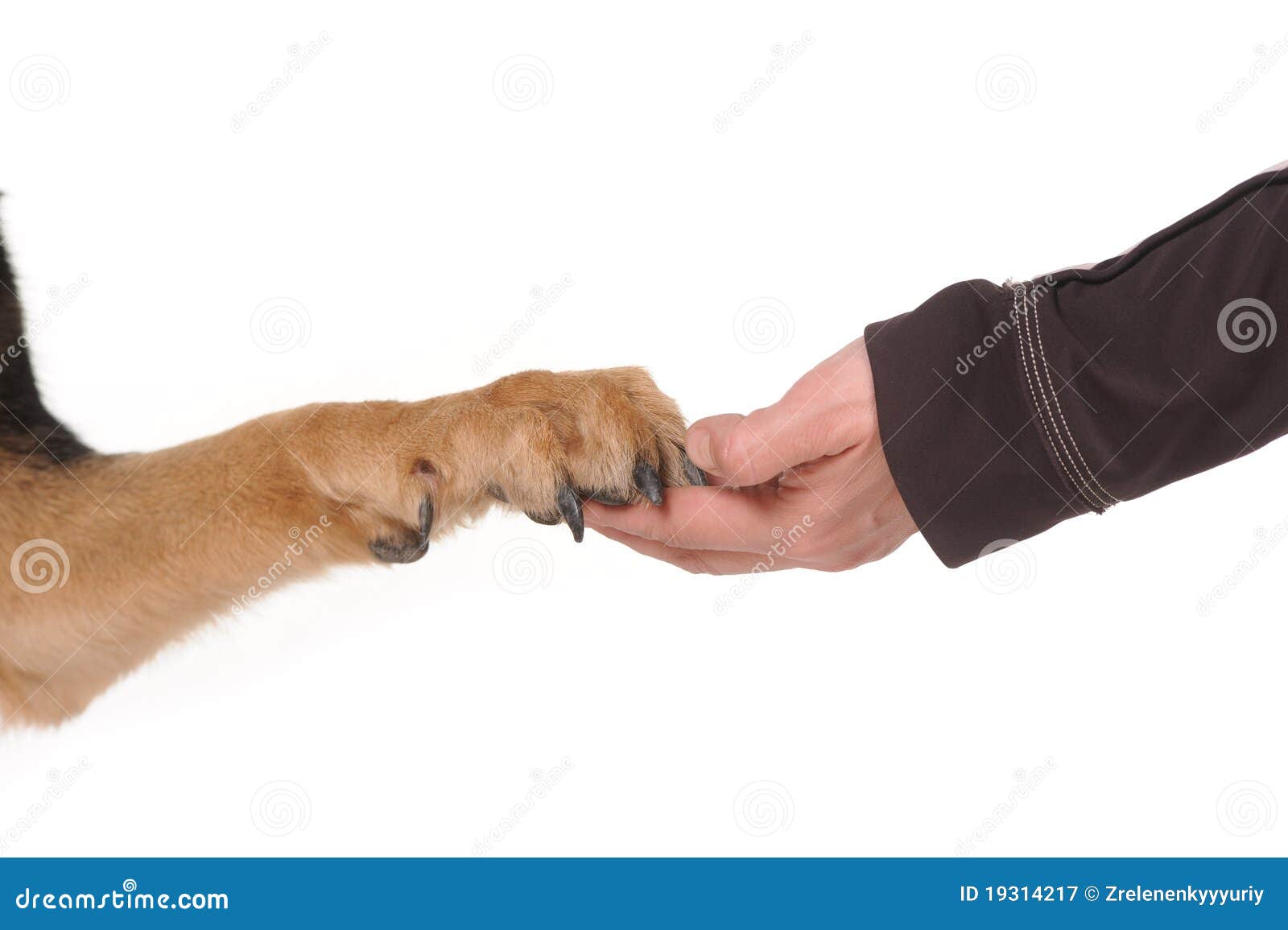 De Poot Van De Hond En Het Menselijke Hand Schudden, Stock Afbeelding ...