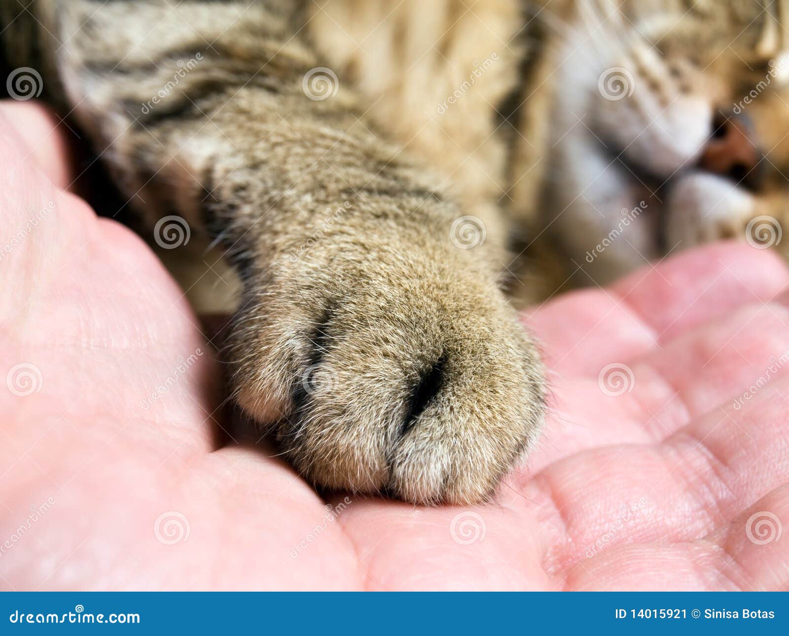 De poot van de kat stock afbeelding. Image of neus, huisdier - 14015921