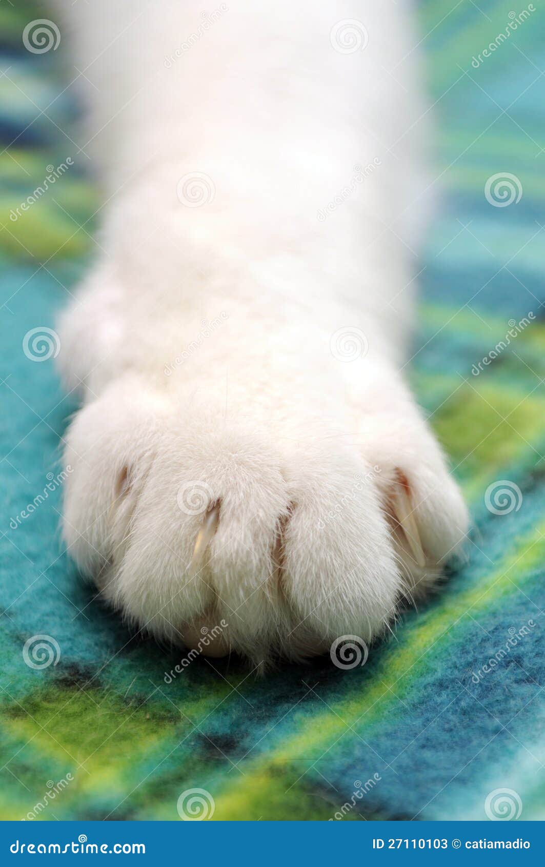 De poot van de kat stock afbeelding. Image of nana, bont - 27110103