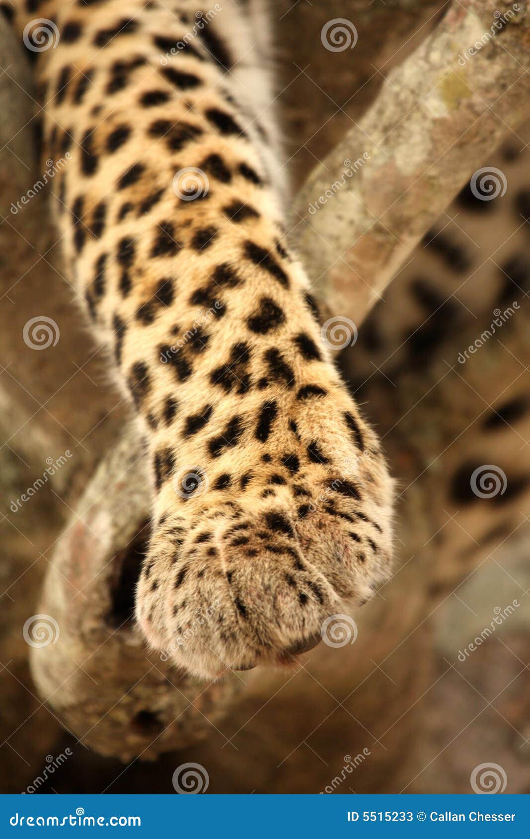 De Poot van de luipaard stock afbeelding. Image of wild - 5515233
