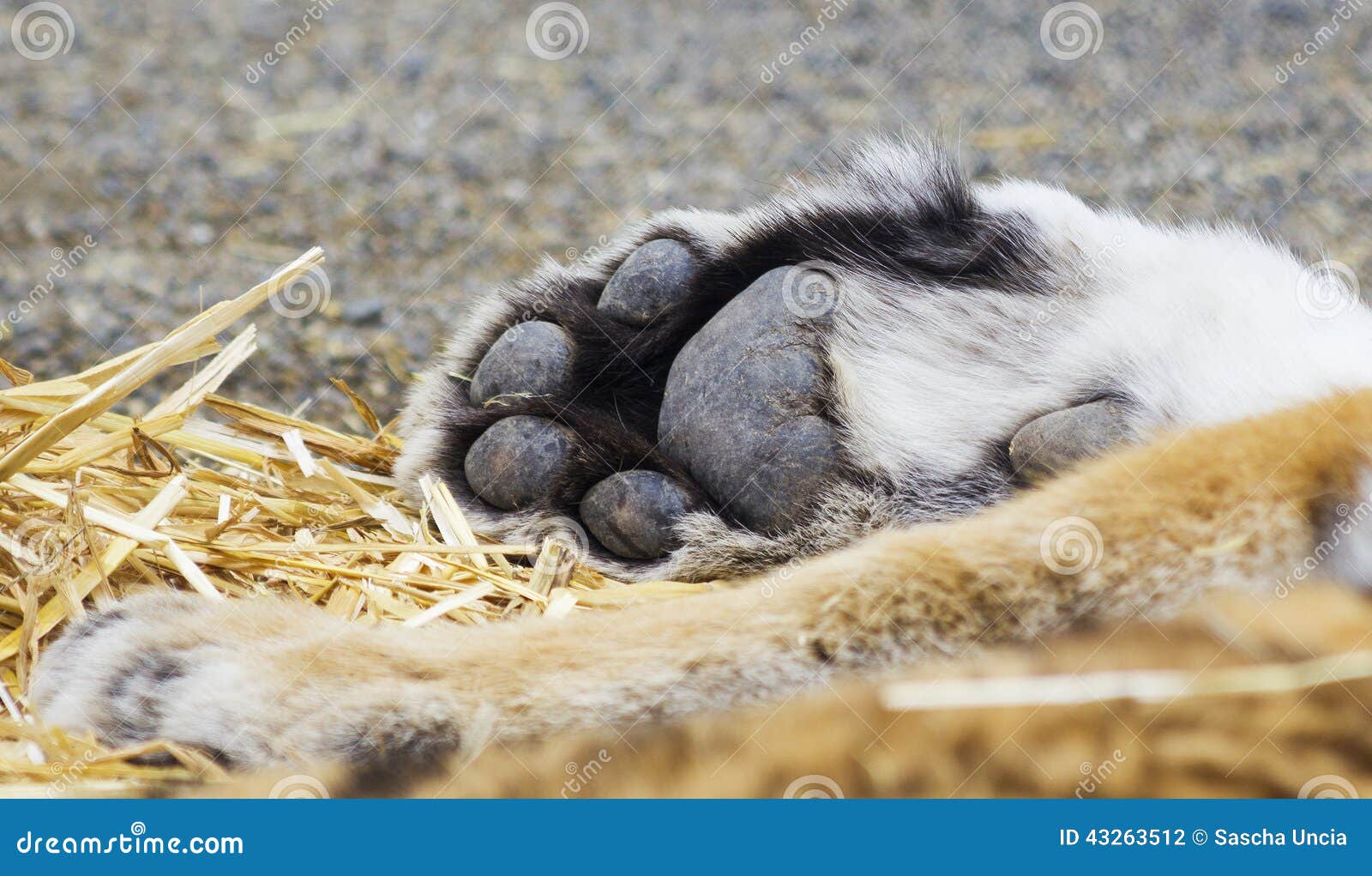 De Poot van de tijger stock foto. Image of verhalen, staarten - 43263512