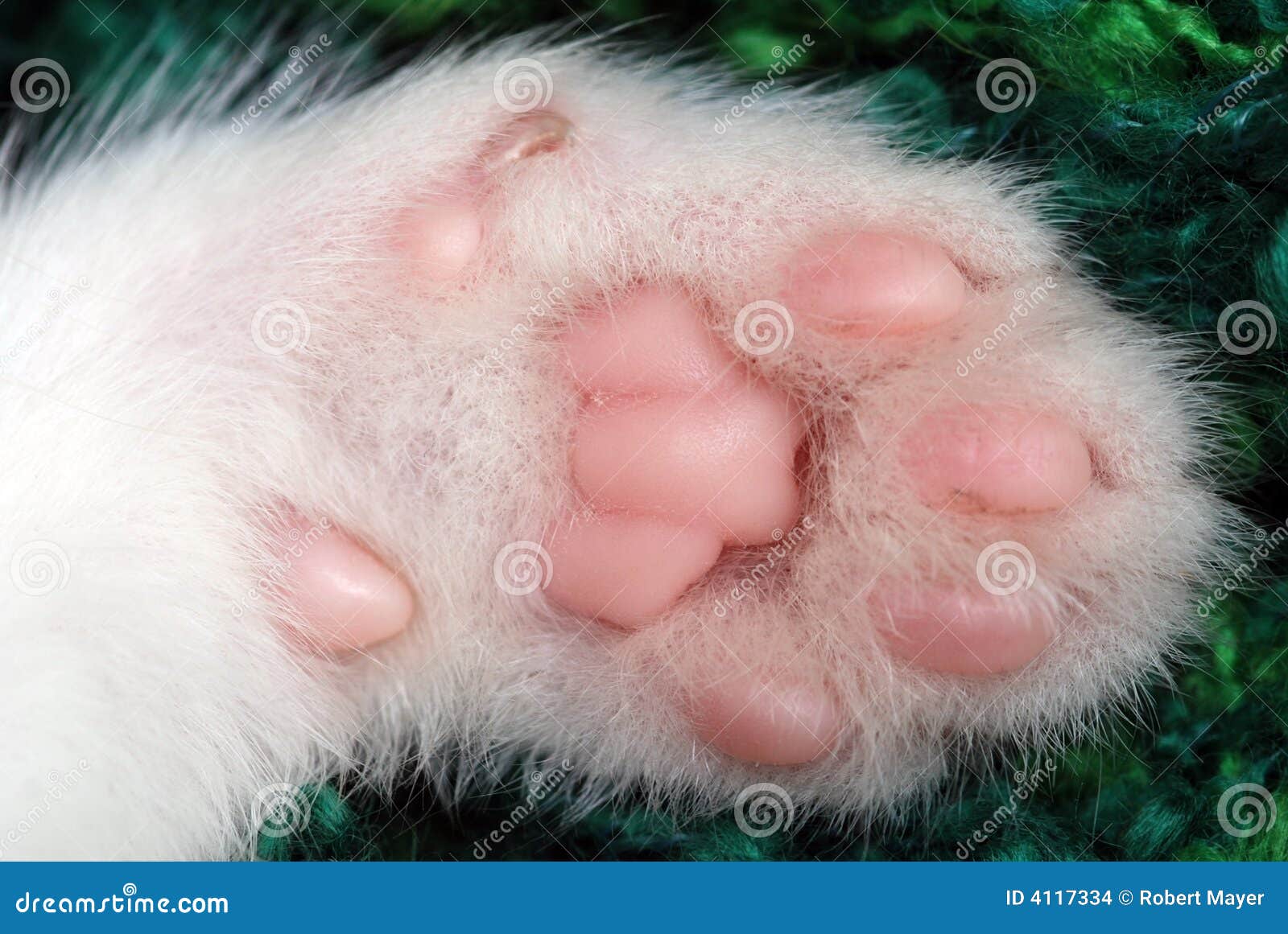 De poot van het katje stock foto. Image of laag, bont - 4117334