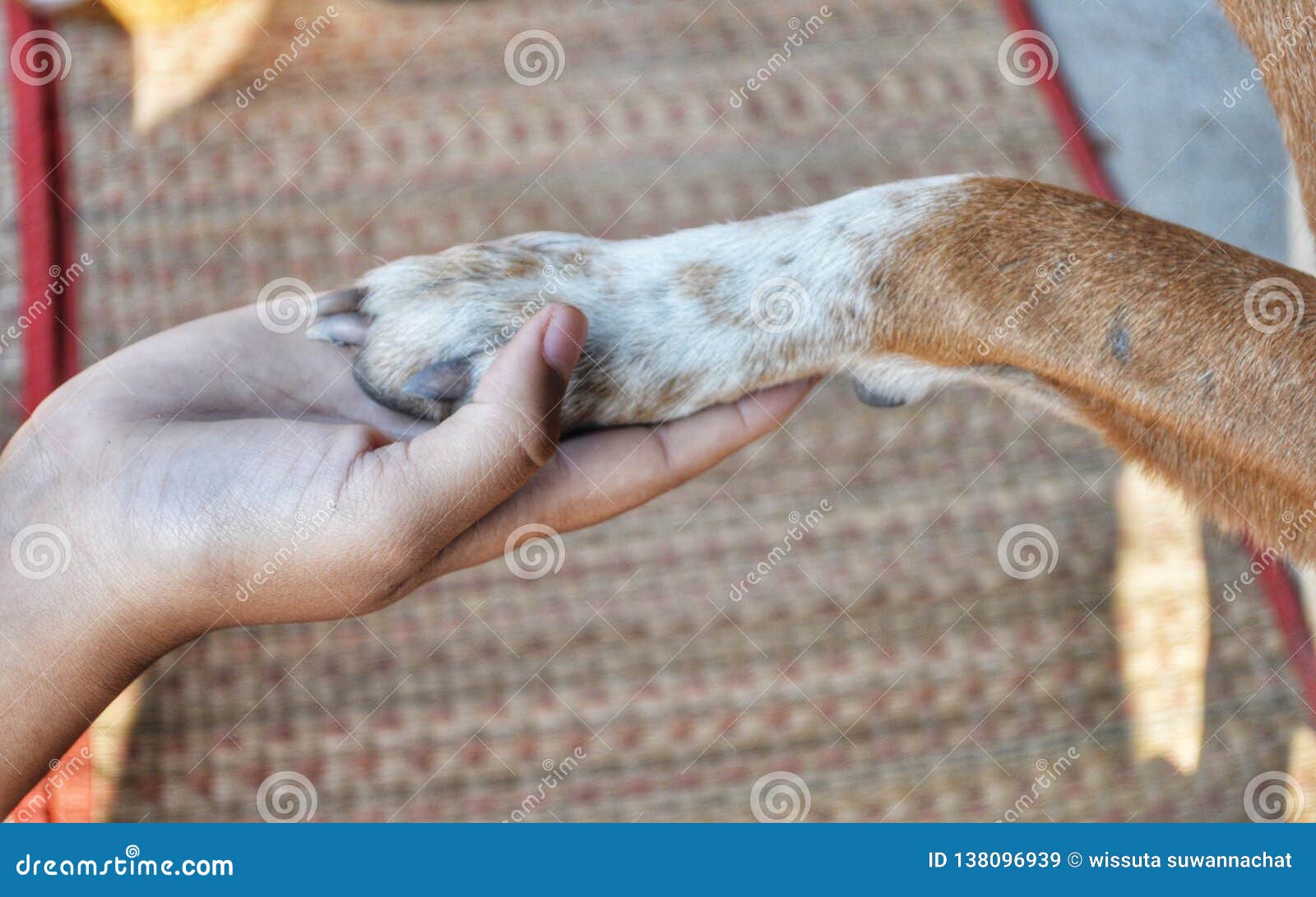 De Poot Van De Hond En Menselijke Hand Stock Afbeelding - Image of ...