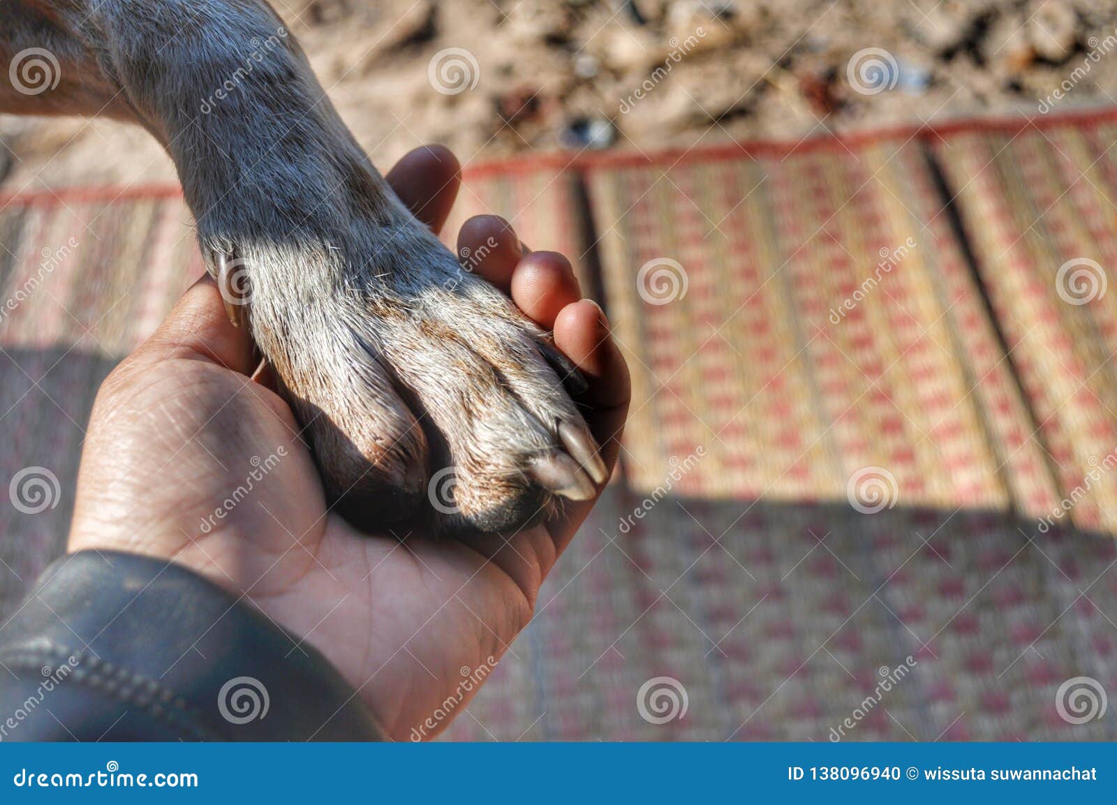 De Poot Van De Hond En Menselijke Hand Stock Foto - Image of openlucht ...