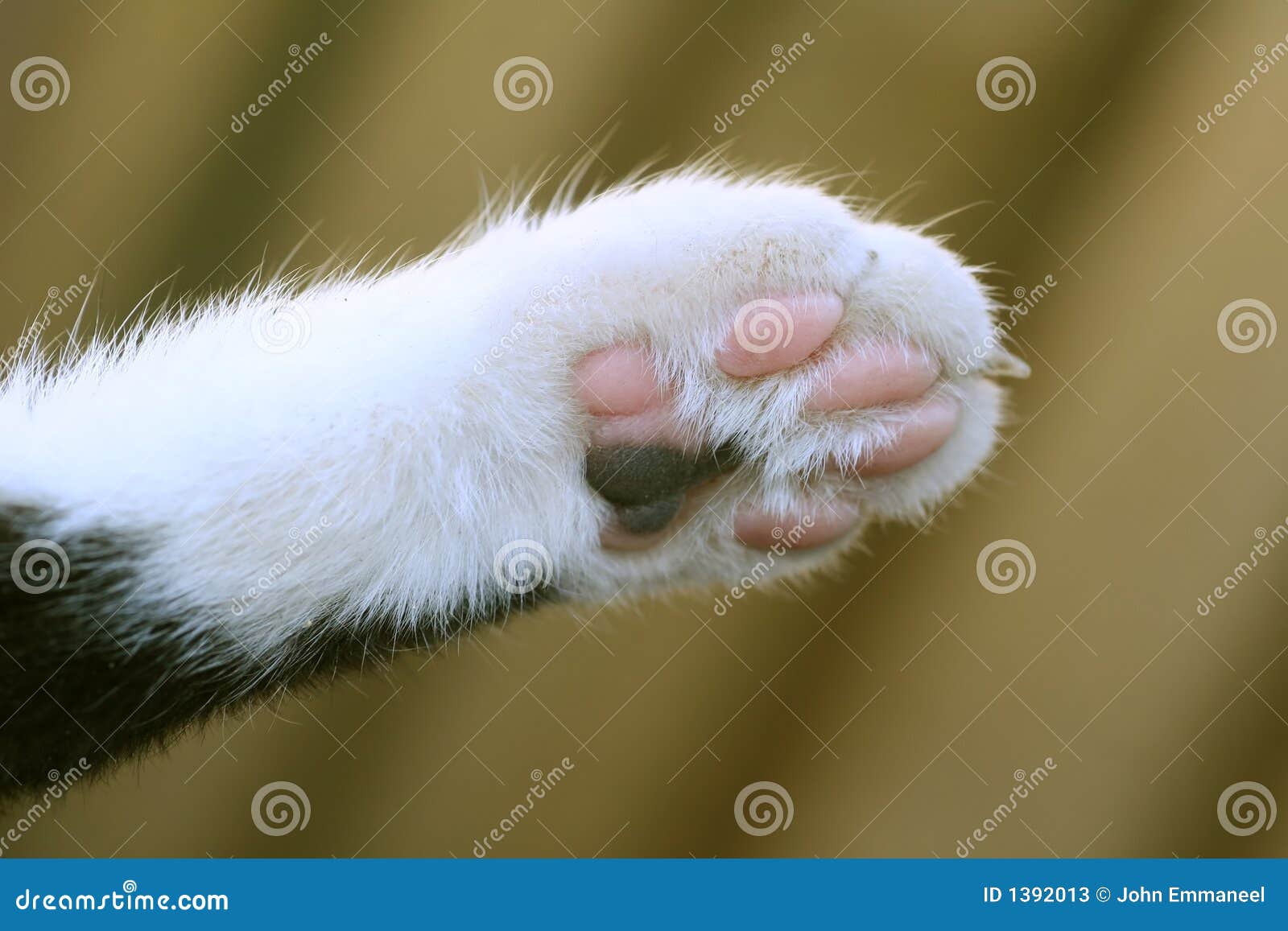 De poot van katten stock afbeelding. Image of metgezel - 1392013