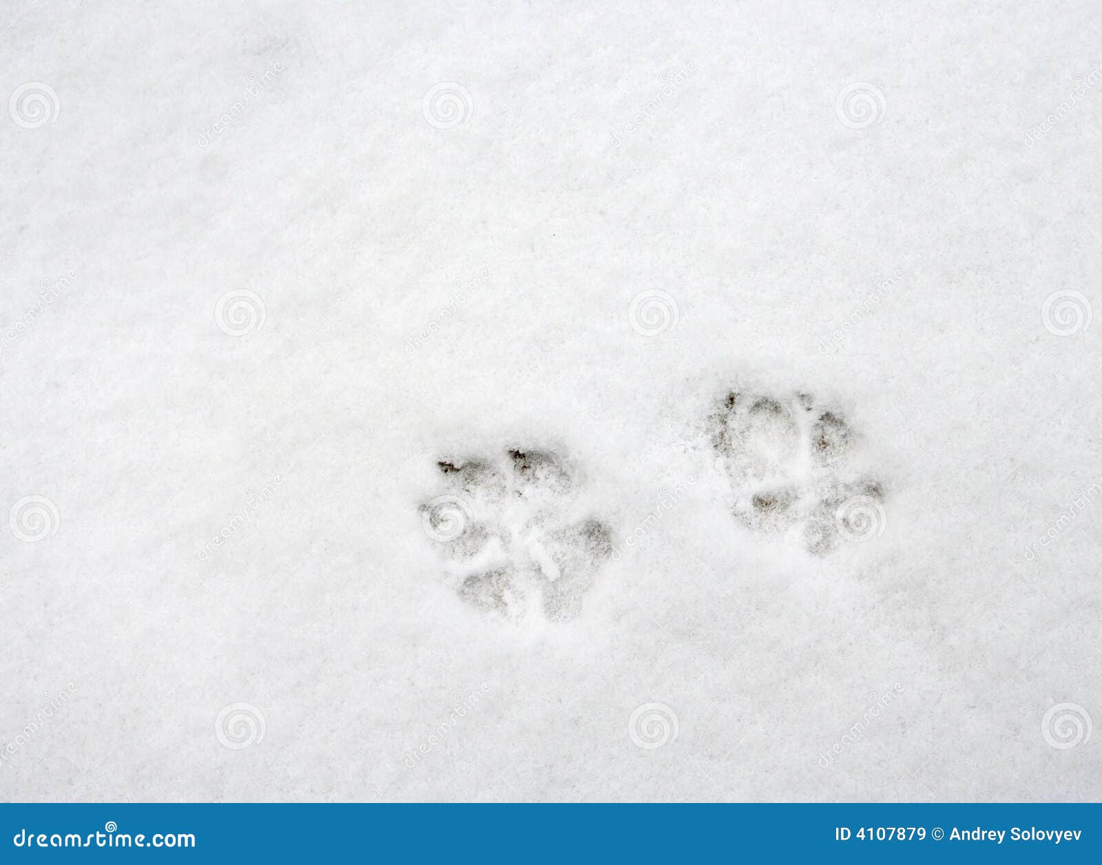 De Pootaf:drukken Van De Hond Stock Afbeelding - Image of openlucht ...