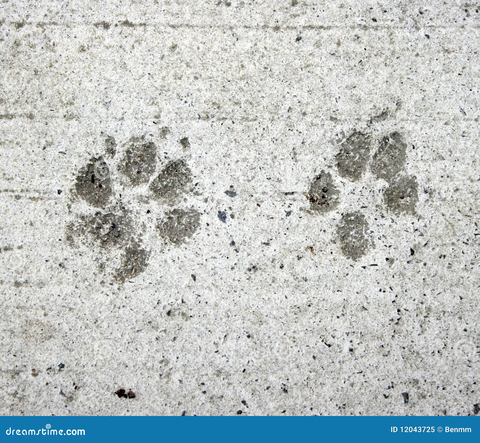 De Pootaf:drukken Van De Hond En Van De Kat Stock Afbeelding - Image of ...