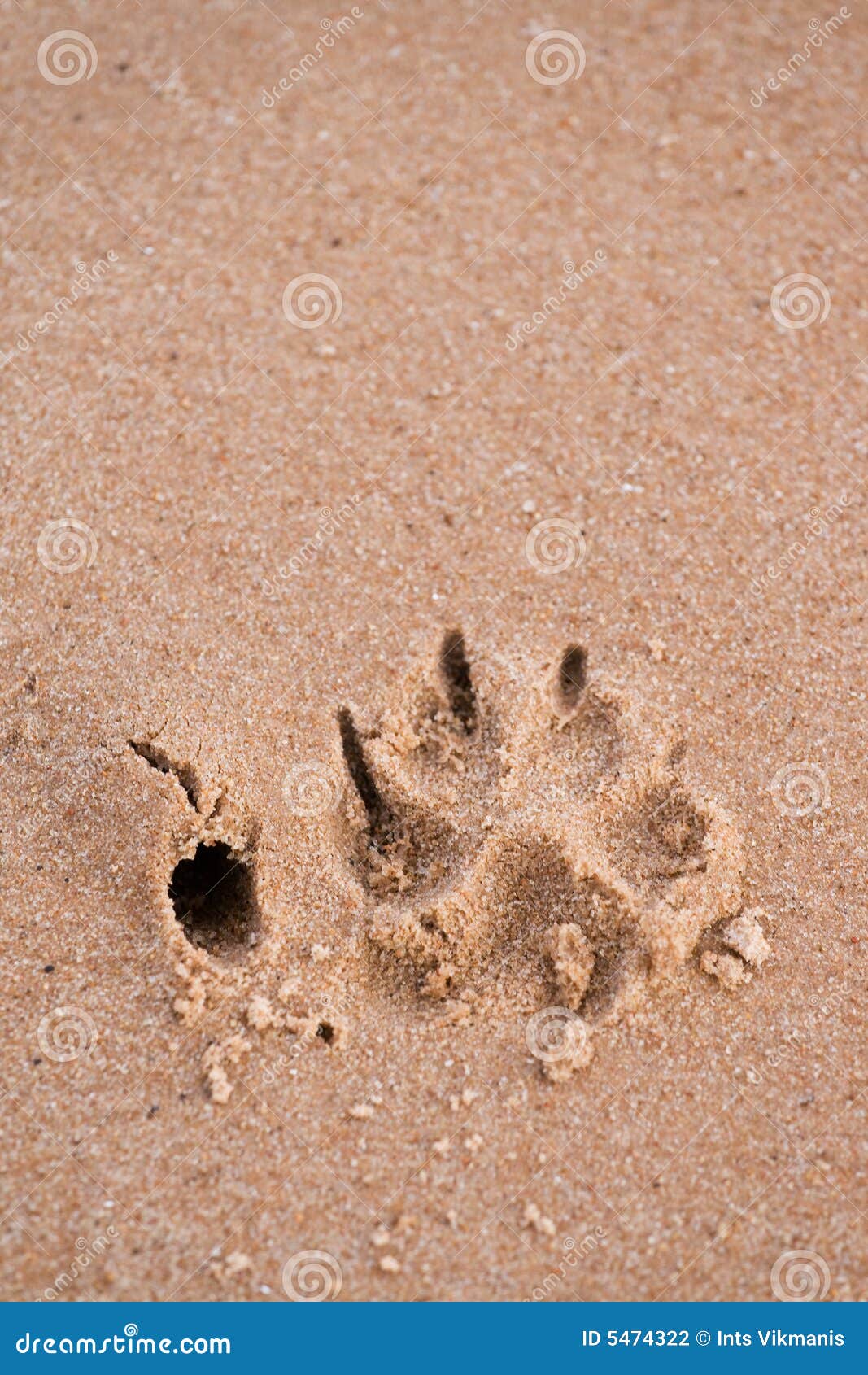 De Pootaf:drukken Van De Hond in Zand Stock Foto - Image of ruimte ...
