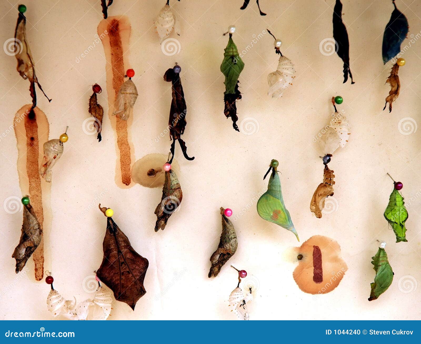 De Pop van de vlinder stock foto. Image of larven, cocon - 1044240