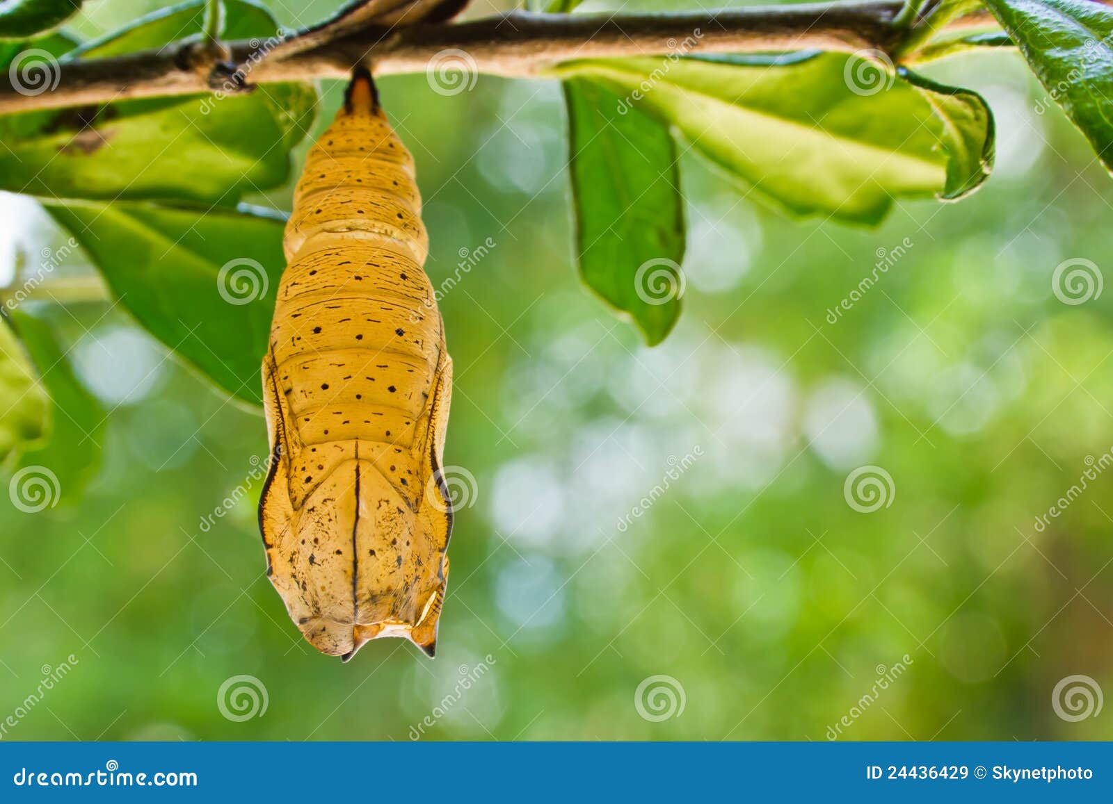 De pop van de vlinder stock afbeelding. Image of metamorfose - 24436429