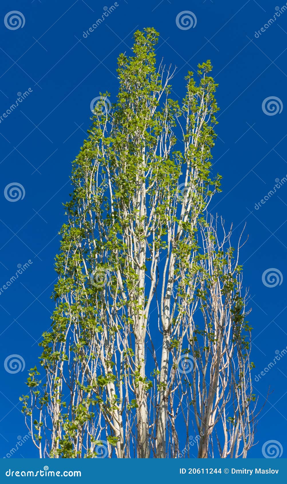 De populier van de lente stock foto. Image of openlucht - 20611244