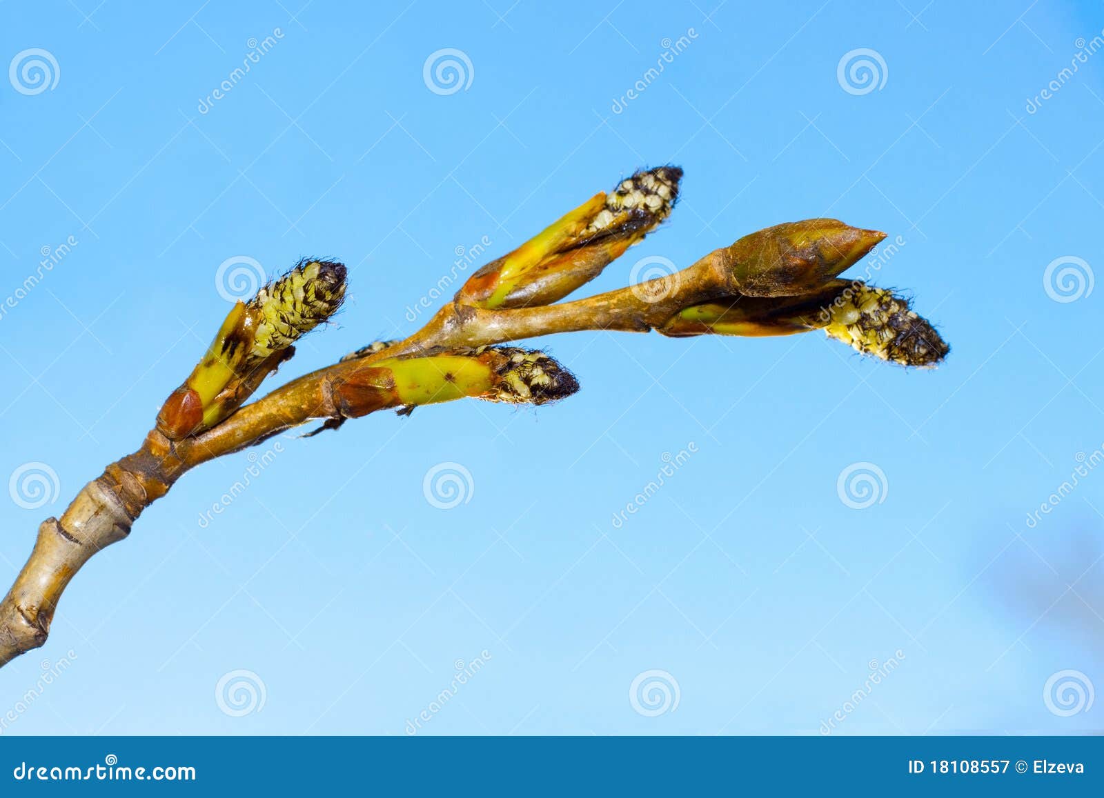 De populier van de tak stock afbeelding. Image of bloesem - 18108557