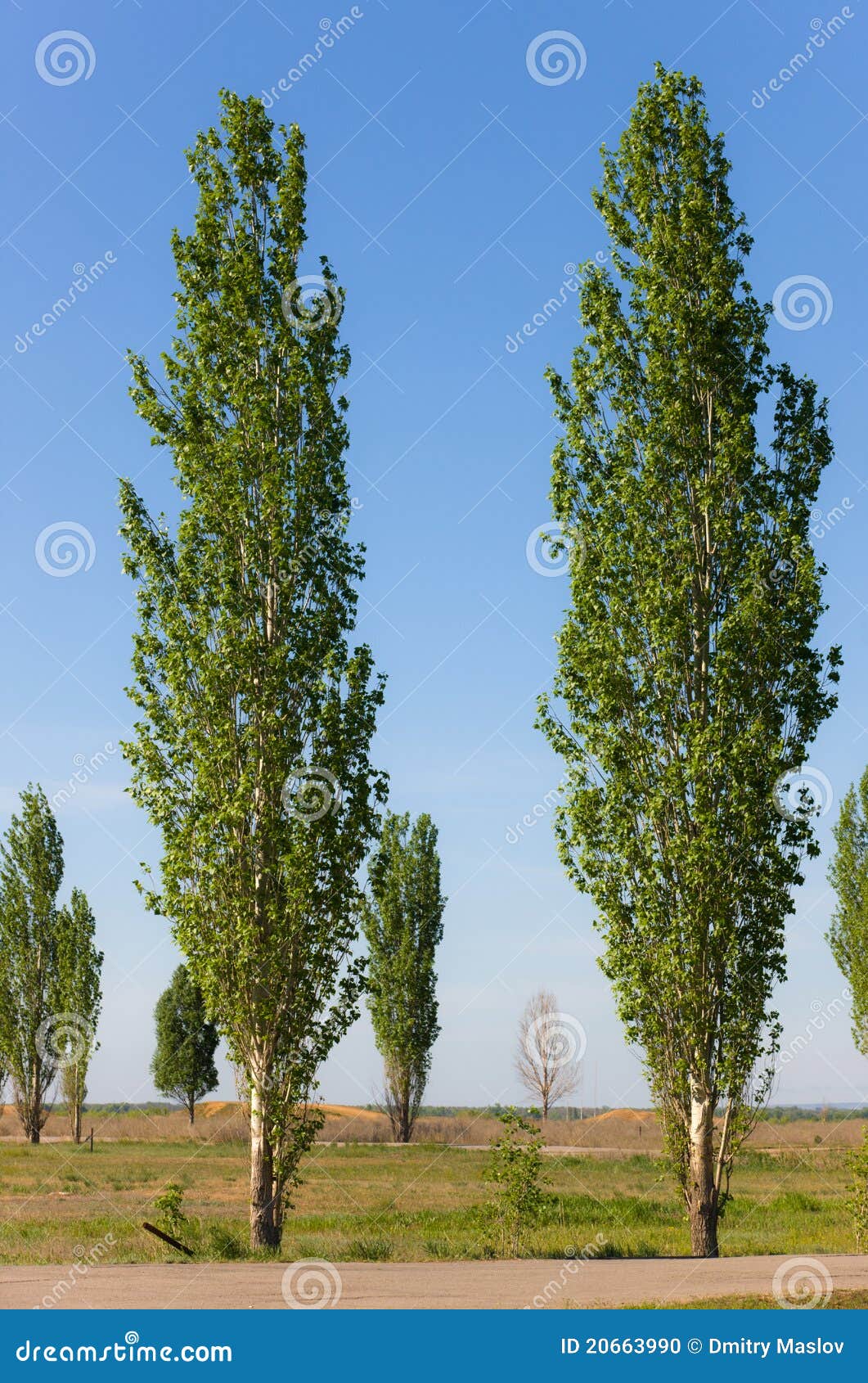 De populieren van de lente stock foto. Image of openlucht - 20663990